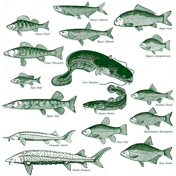 Fish freshwater vector 1 stock vector. Illustration of vector - 10265207