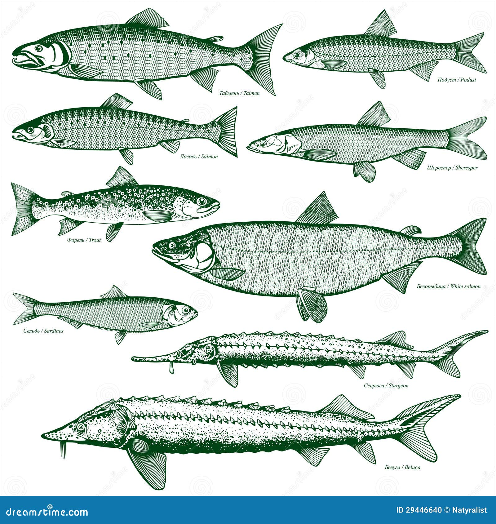 Fish Freshwater Vector 2 | CartoonDealer.com #29446640