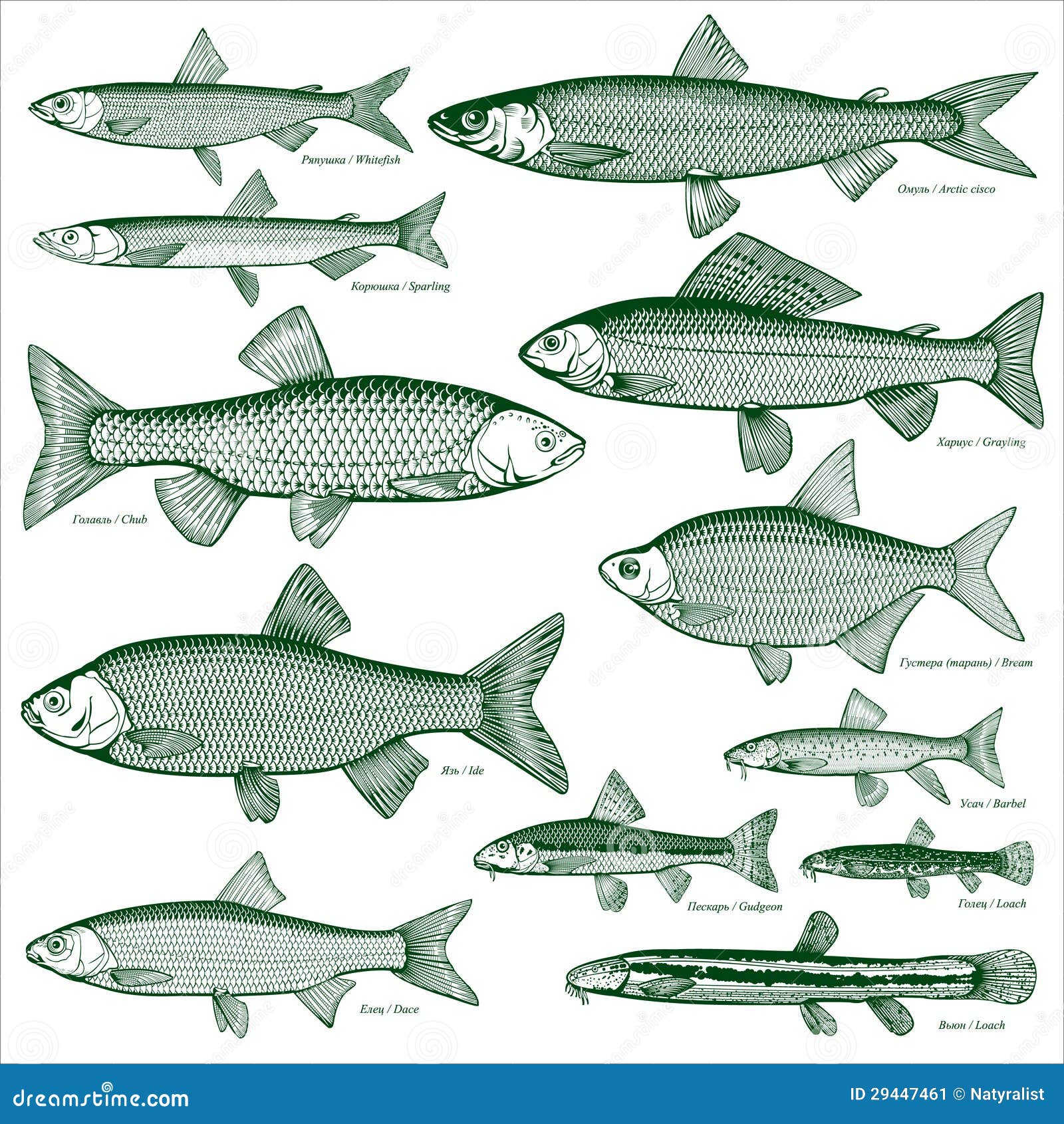 Loach Fish Vector Illustration Transparent Background | CartoonDealer ...