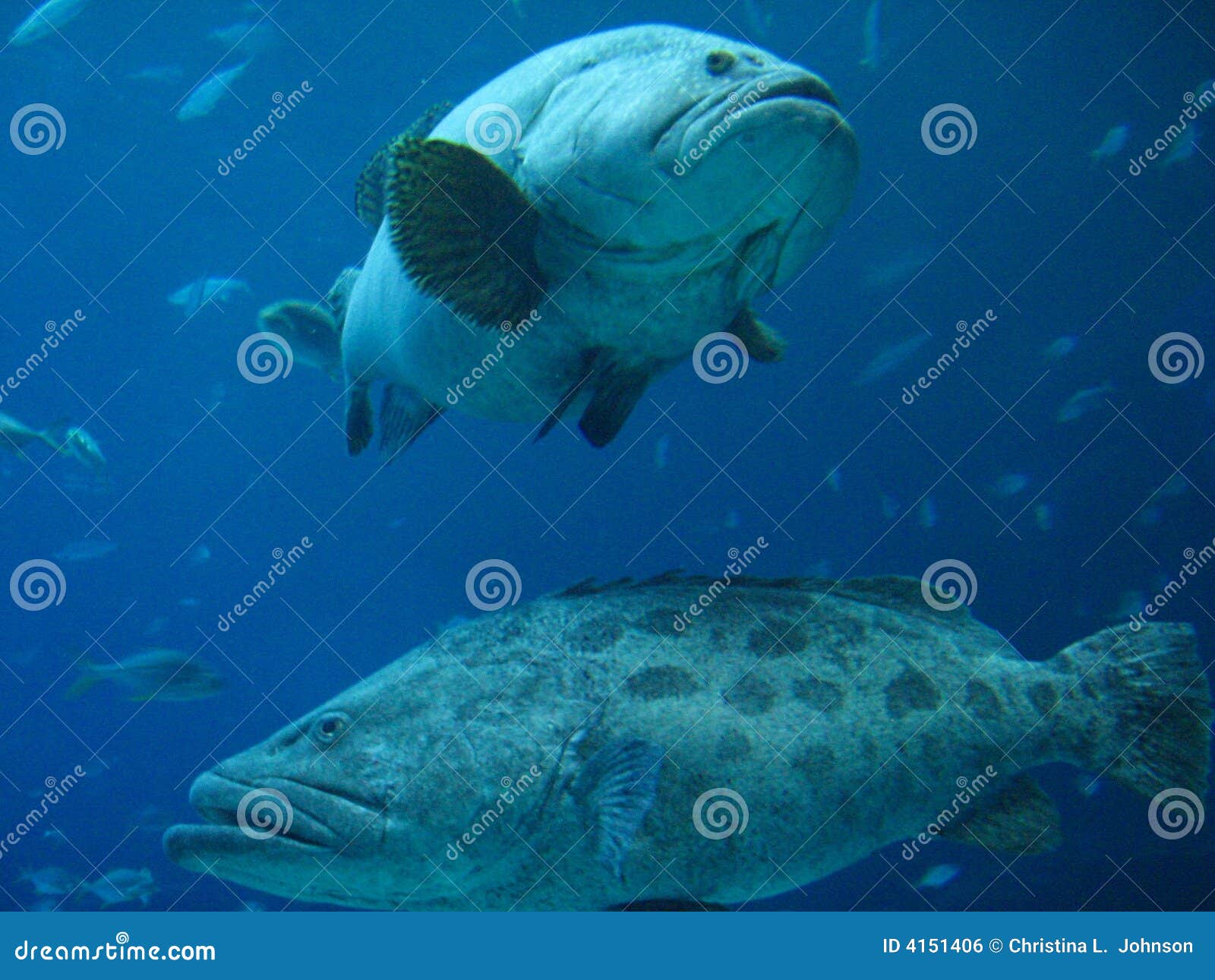Fish Friends stock photo. Image of nature, tropical, swimming - 4151406