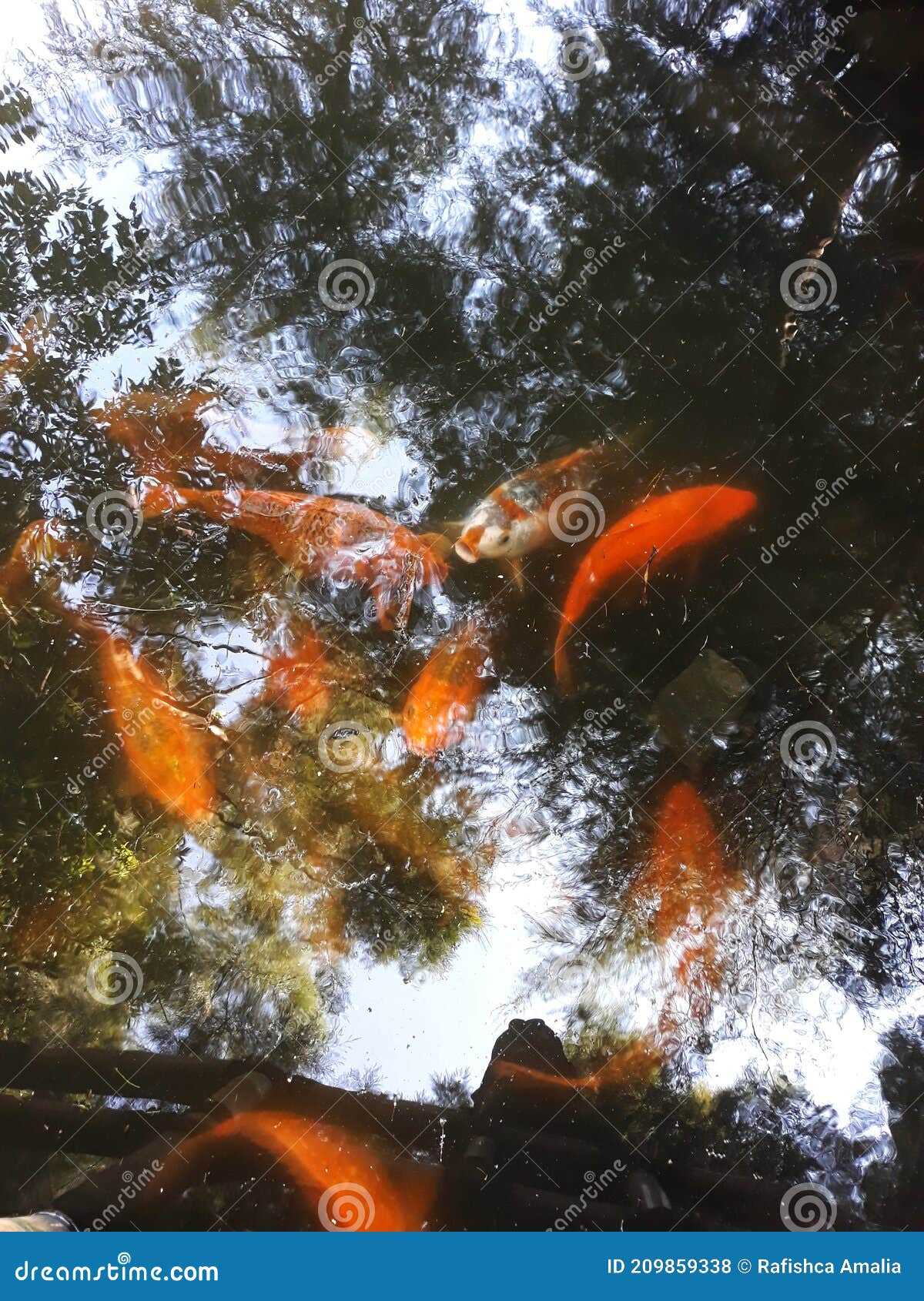 Fish with friends stock photo. Image of food, sunlight - 209859338