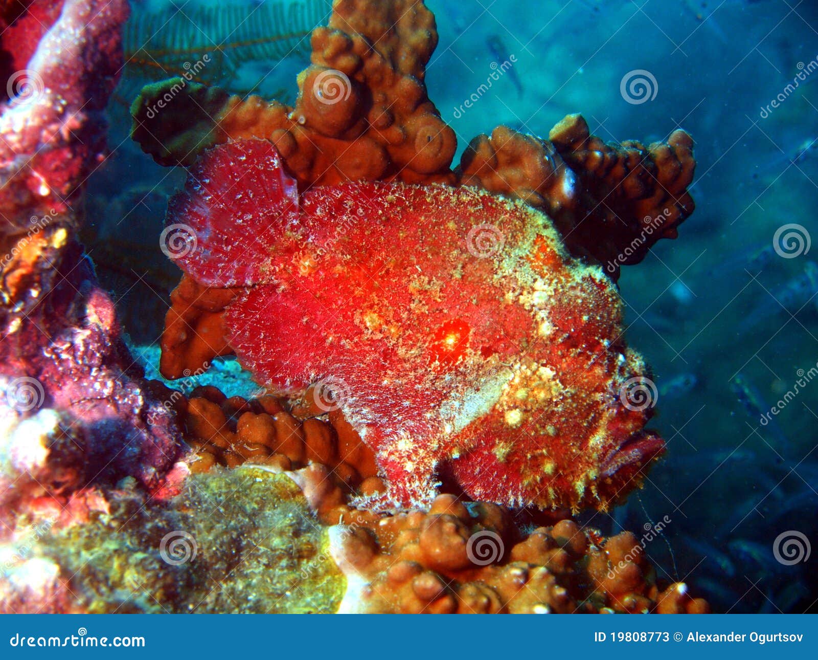 Fish-frog of red color stock image. Image of ocean, fish - 19808773