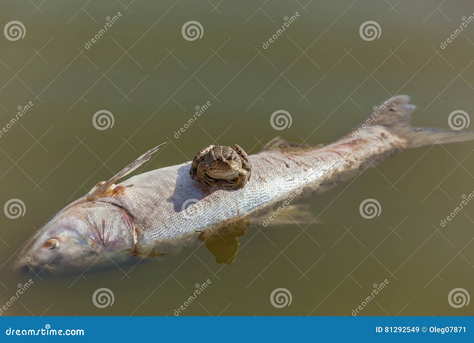 Fish and frog stock image. Image of gray, frog, scales - 81292549