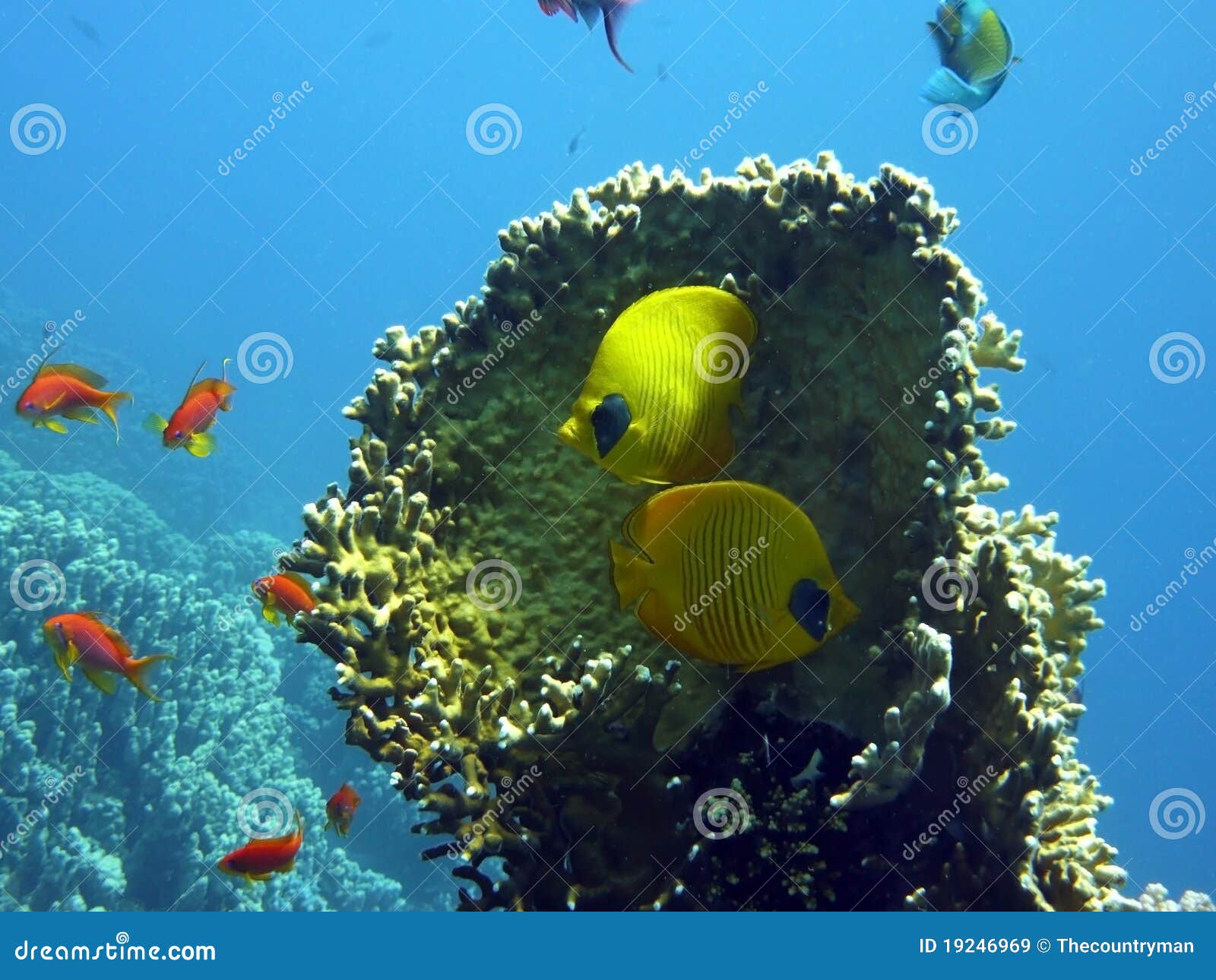 Fish in front of a coral stock image. Image of vacation - 19246969