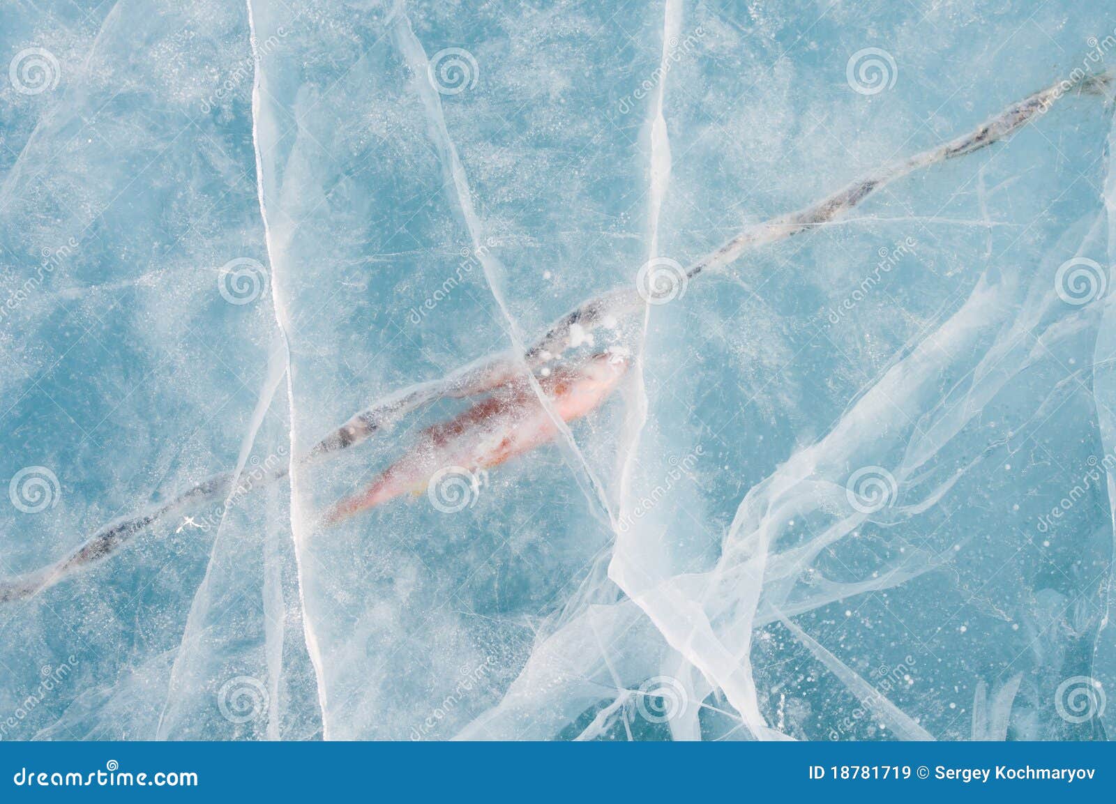 Fish frozen in ice stock image. Image of fishes, troutes - 18781719
