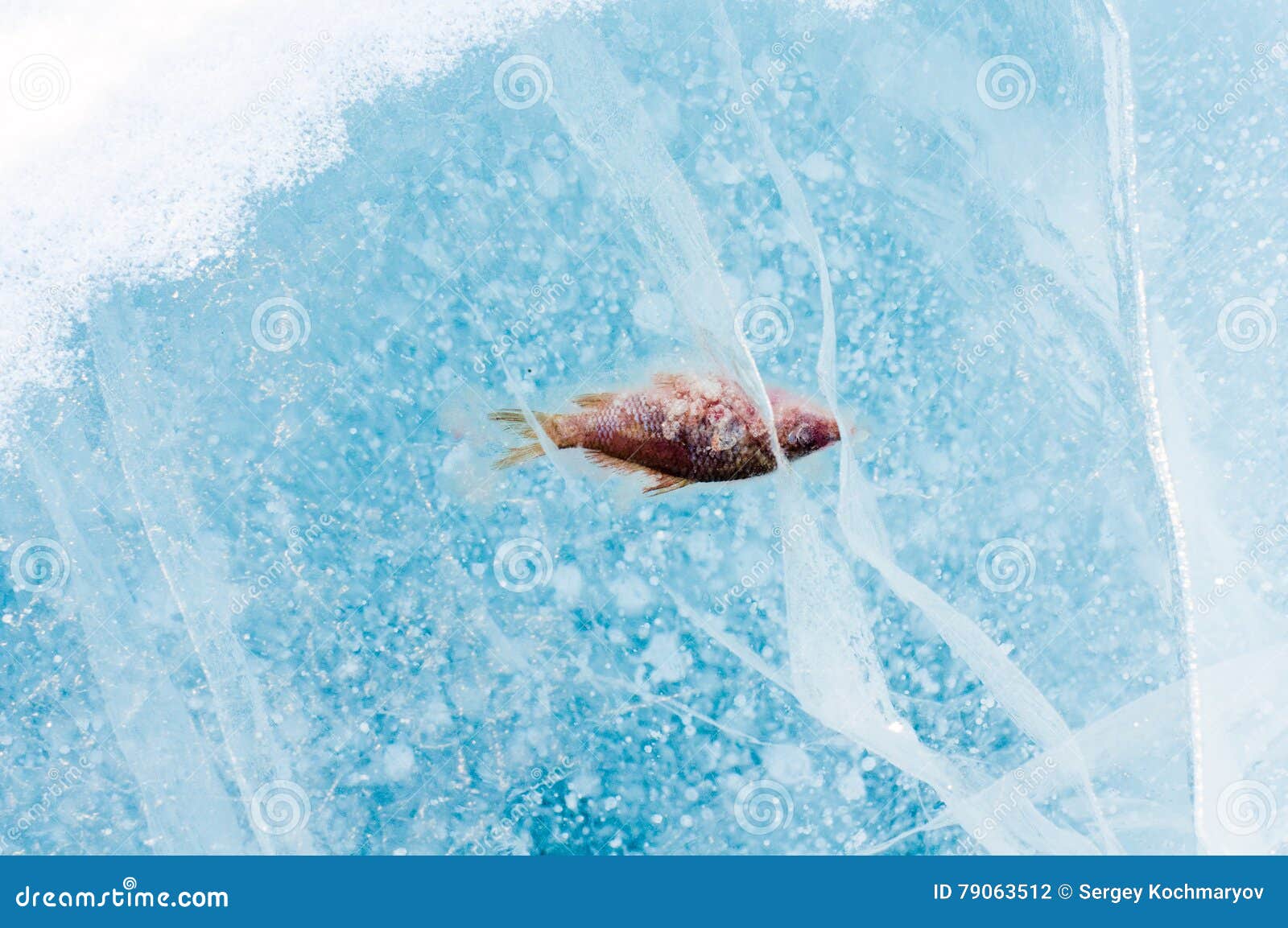 Fish frozen in ice stock photo. Image of white, frost - 79063512