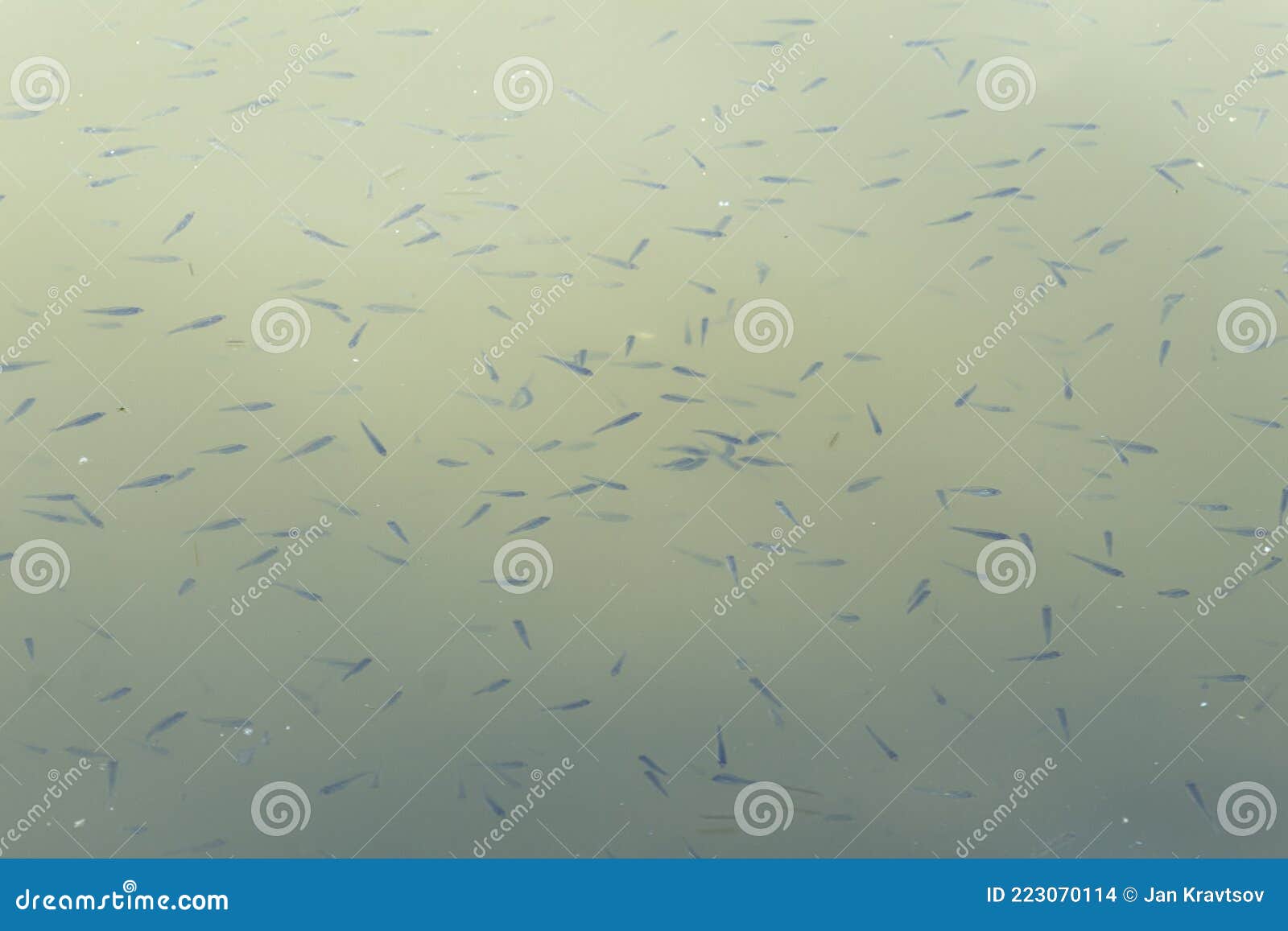 Fish Fry in Muddy and Dirty Water Stock Photo - Image of natural ...