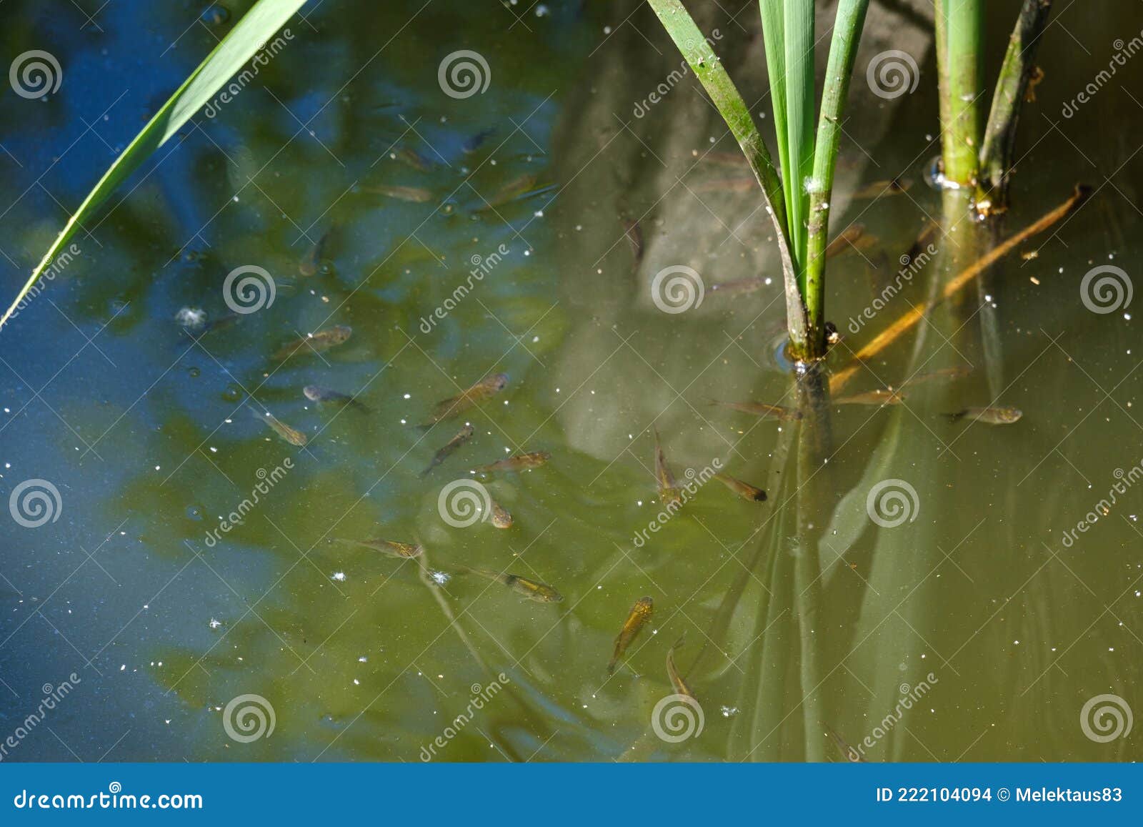 Fish Fry on the Surface of the Pond Stock Photo - Image of alive, flock ...