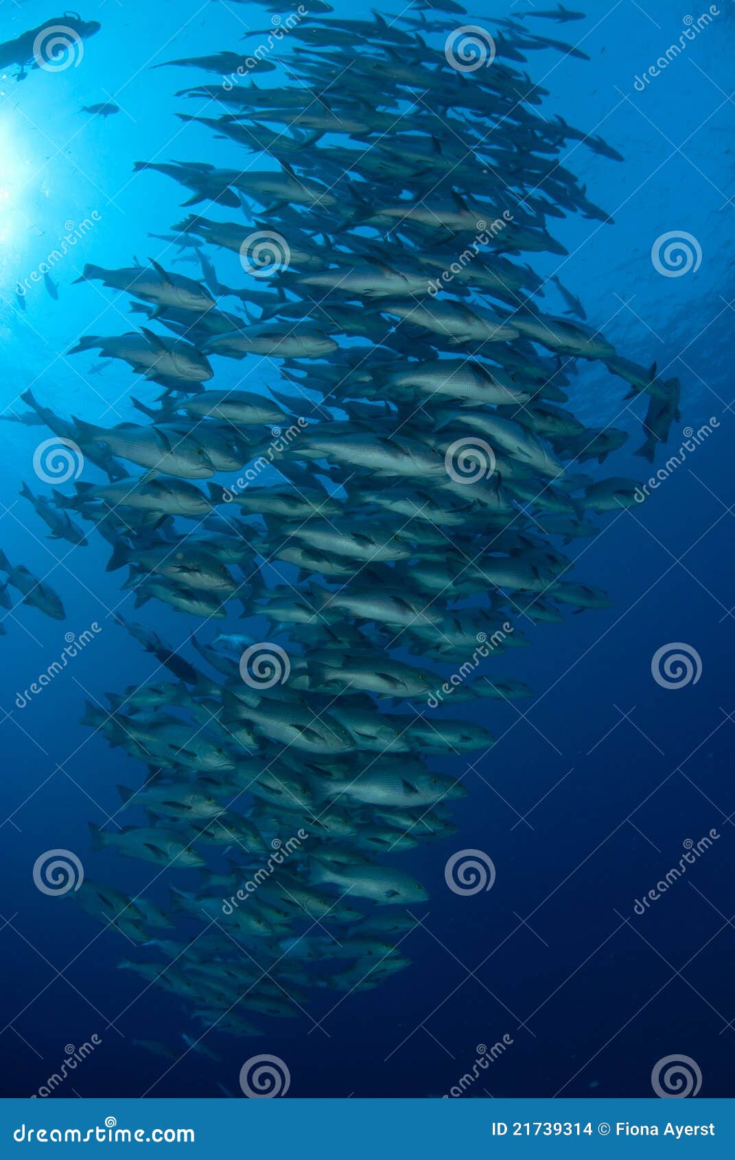 Fish fusion stock photo. Image of egypt, water, ocean - 21739314