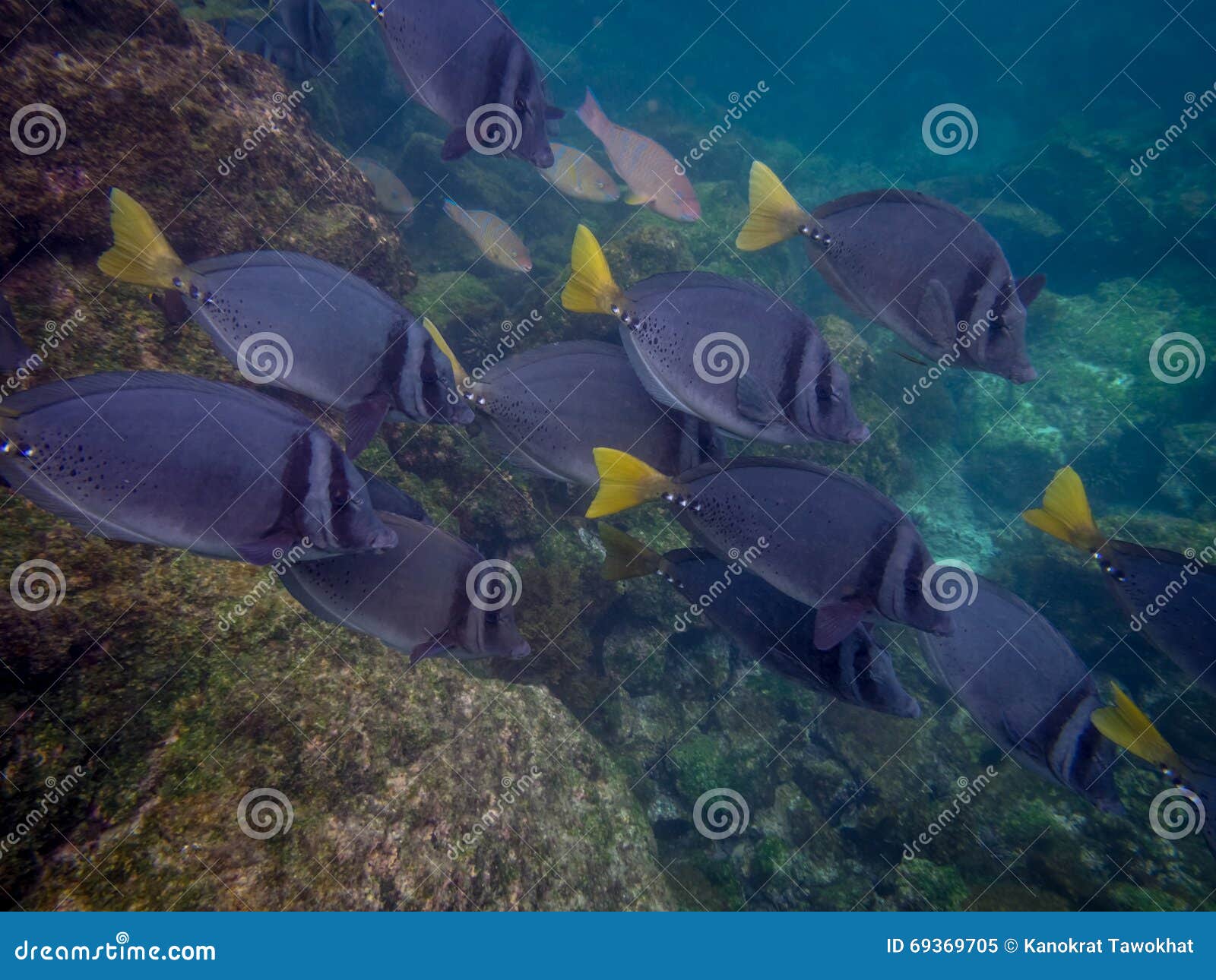 Fish of Galapagos stock image. Image of people, pacific - 69369705