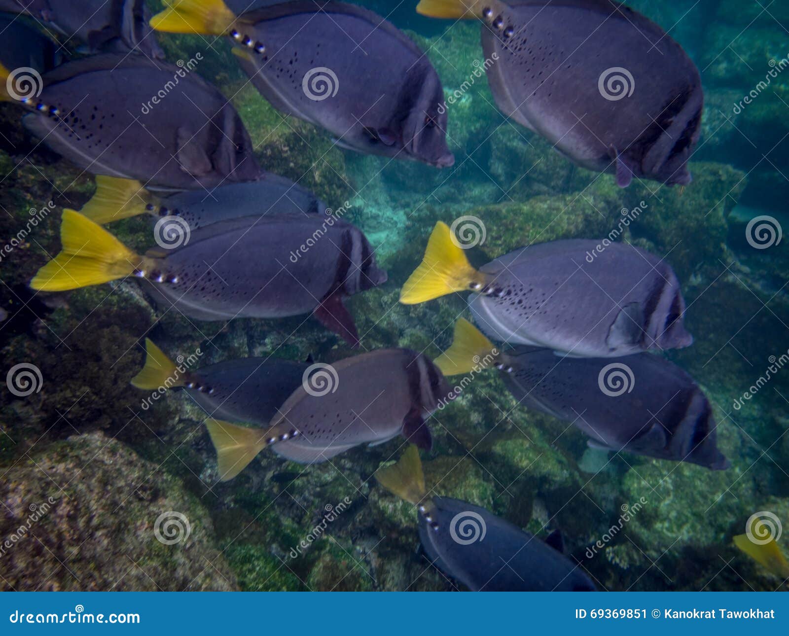 Fish of Galapagos stock image. Image of horizontal, underwater - 69369851