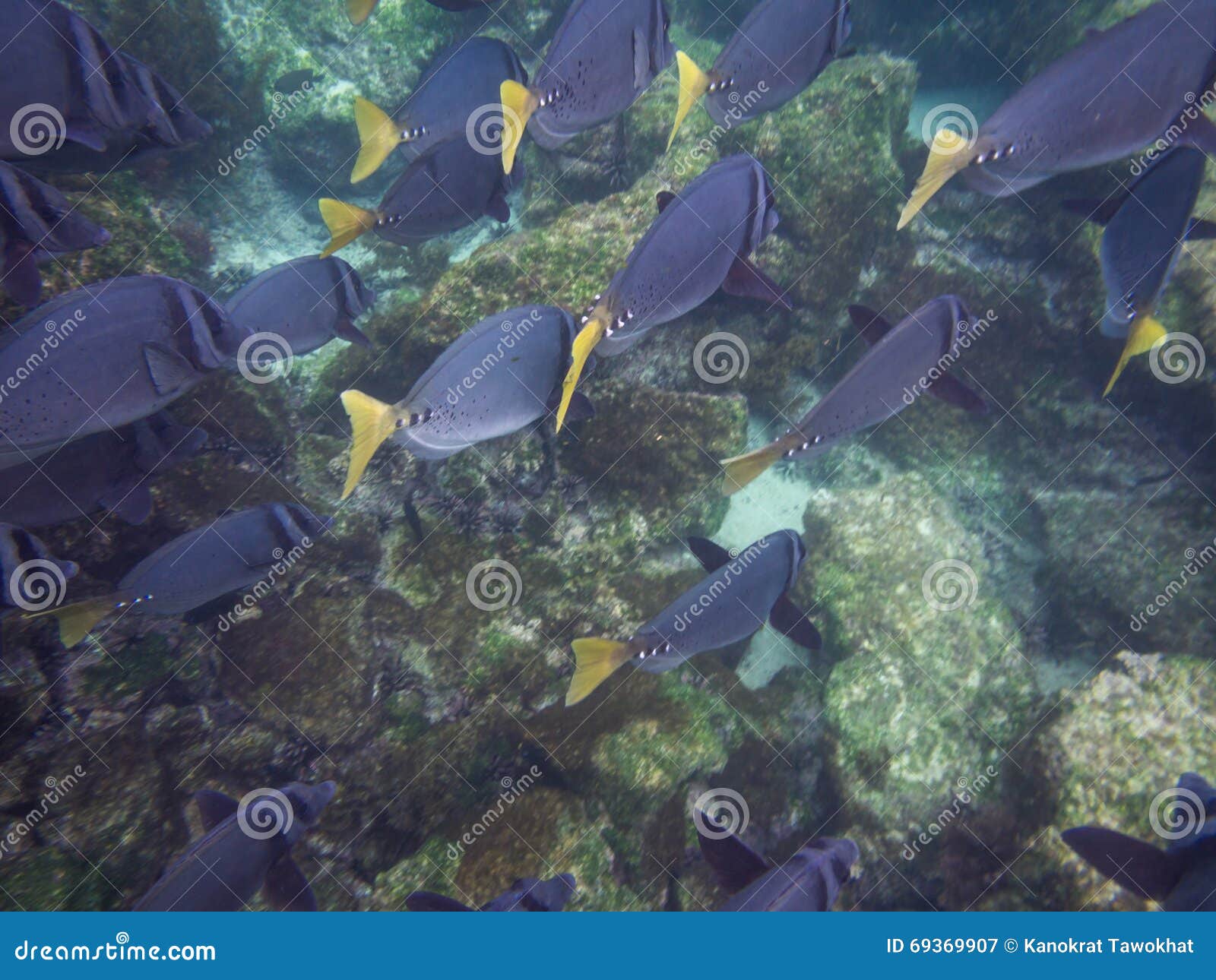 Fish of Galapagos stock image. Image of underwater, destinations - 69369907