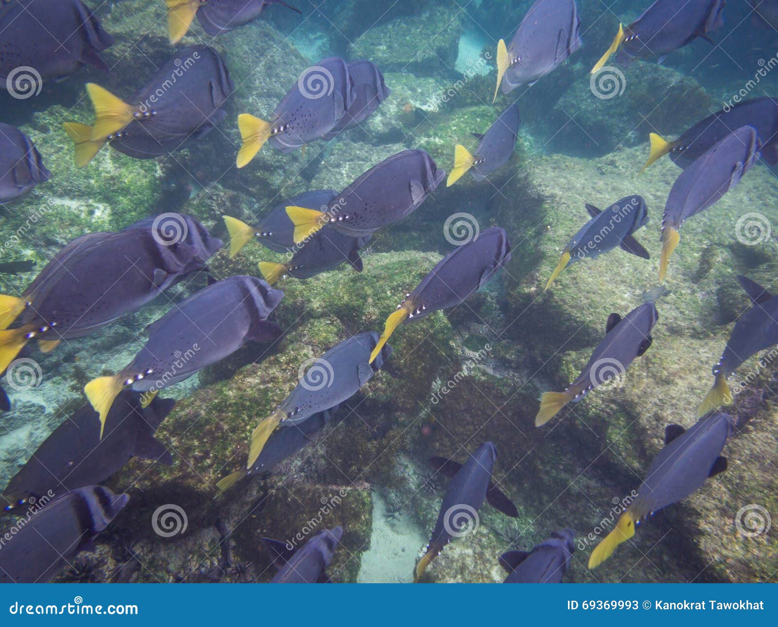 Fish of Galapagos stock image. Image of travel, horizontal - 69369993