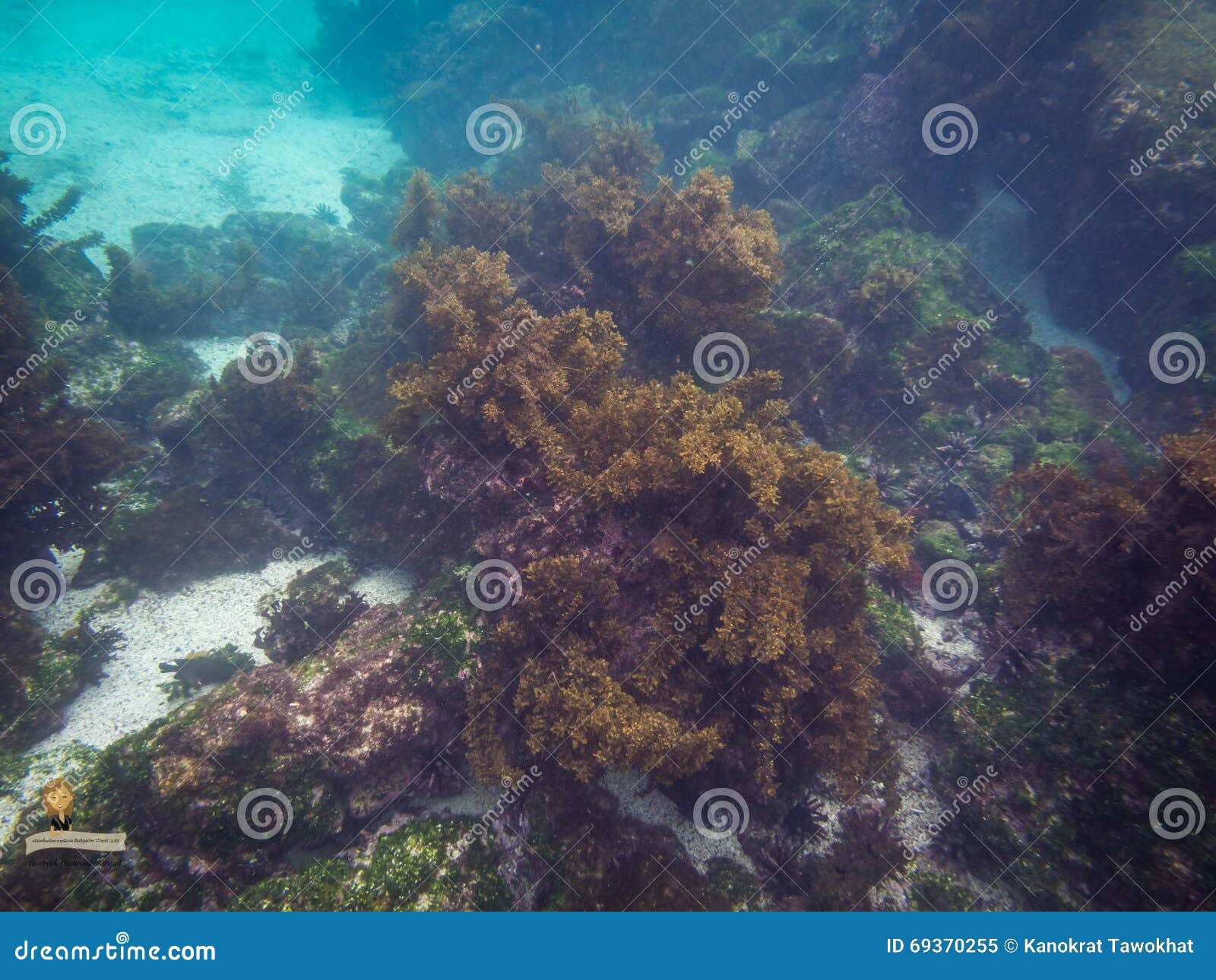 Fish of Galapagos stock image. Image of world, heritage - 69370255