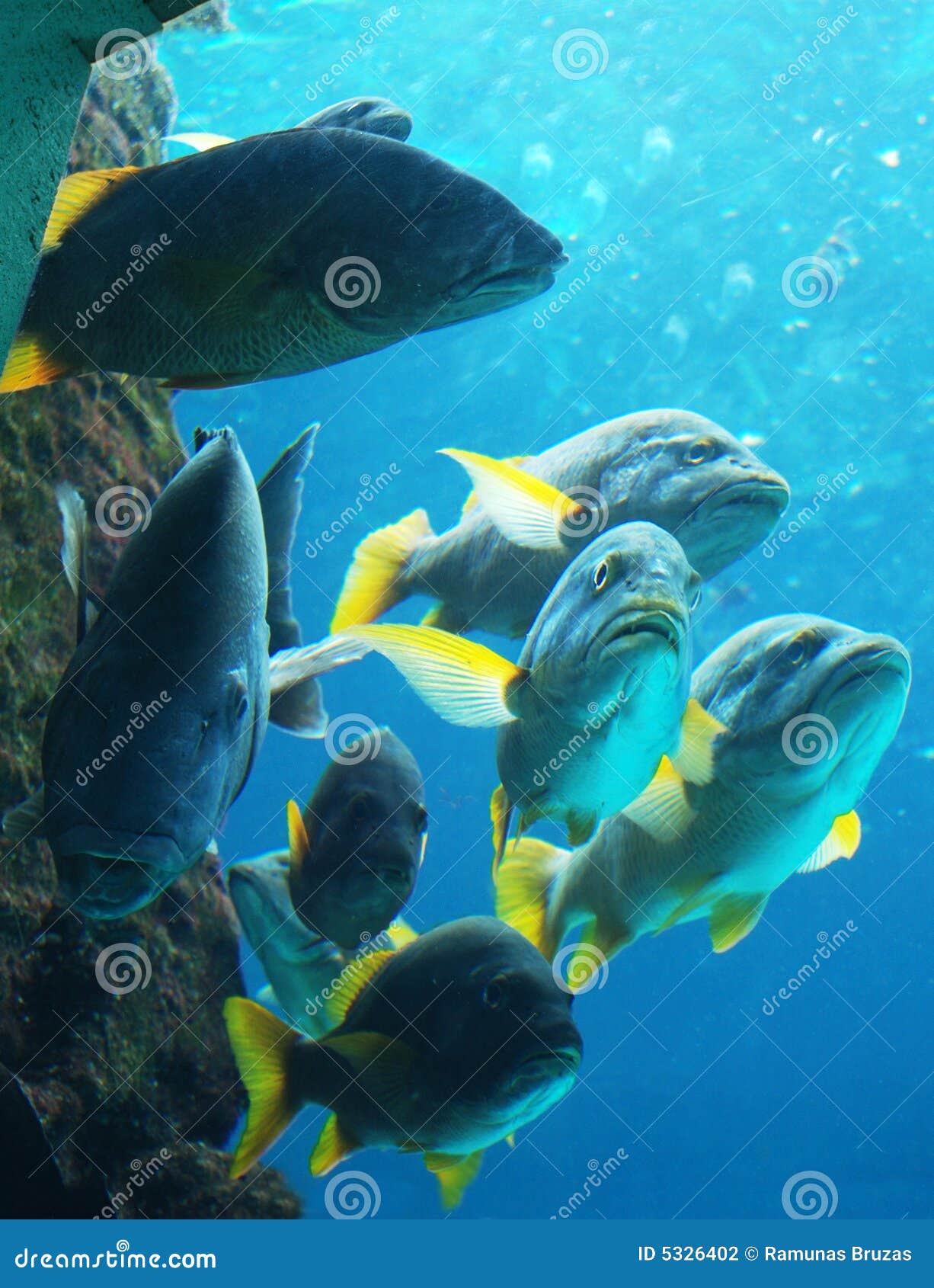 The Fish Gang stock photo. Image of gang, band, fish, marine - 5326402