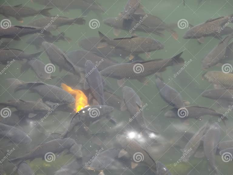 Fish gather stock image. Image of uttarakhand, situated - 152716097