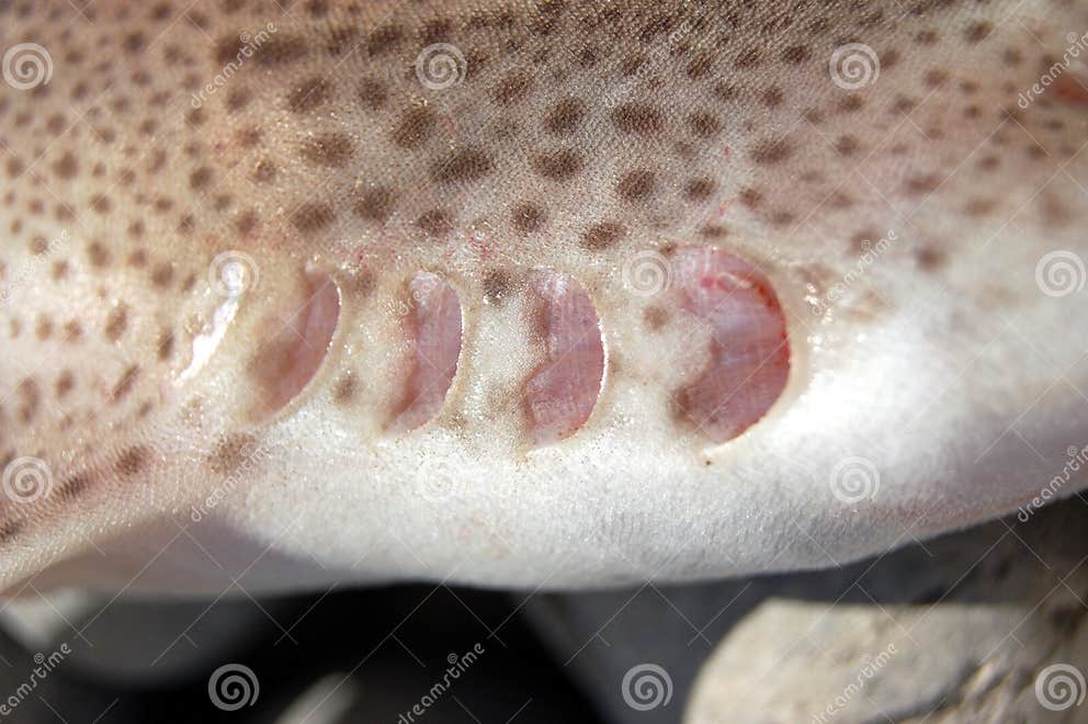 Fish gills stock photo. Image of scales, underwater, fish - 2611582