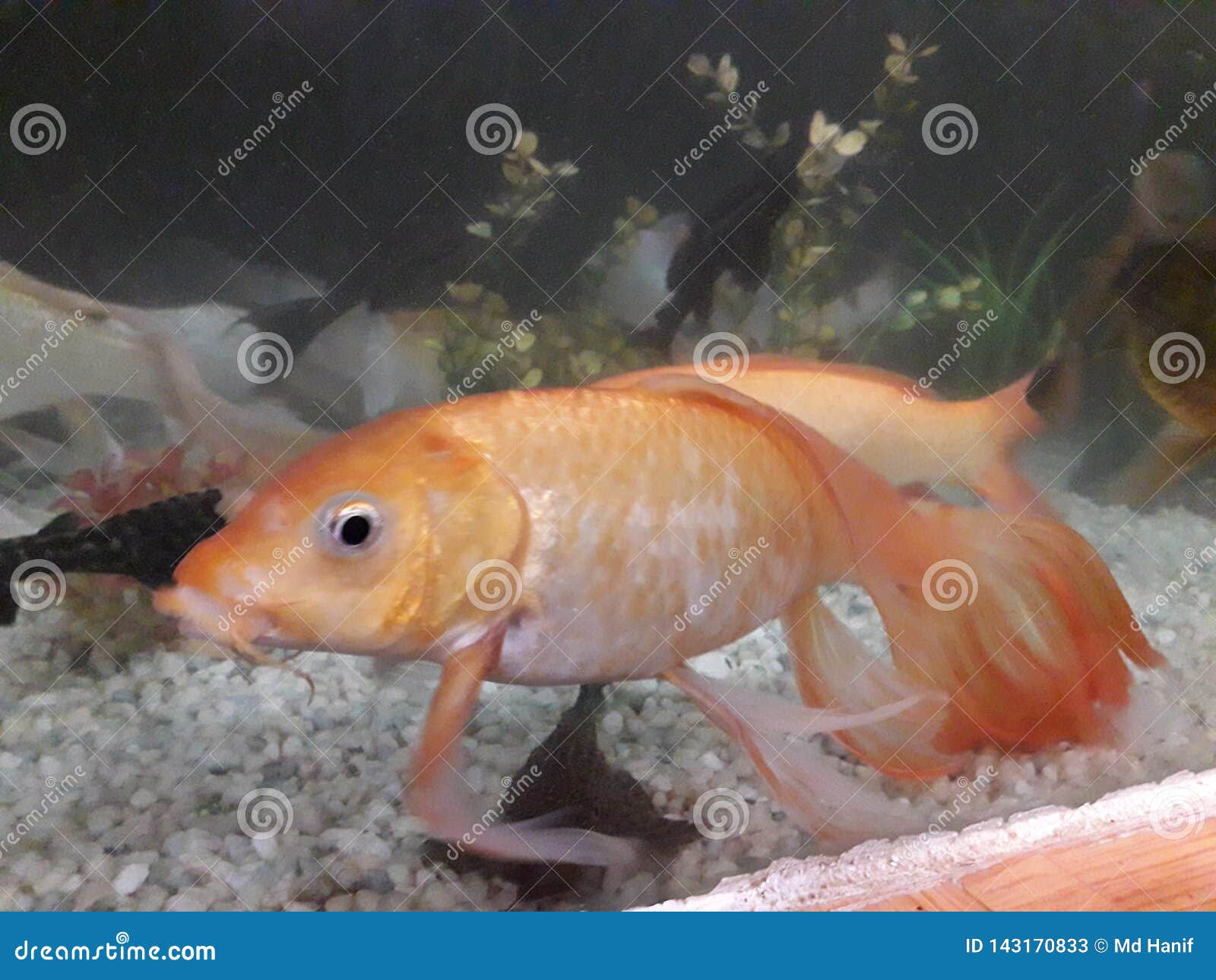Fish stock image. Image of baby, protect, glass, fish - 143170833