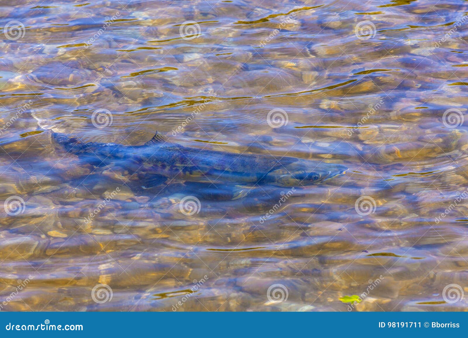 Fish Going To Spawn on the River Stock Image - Image of cycle, fish ...