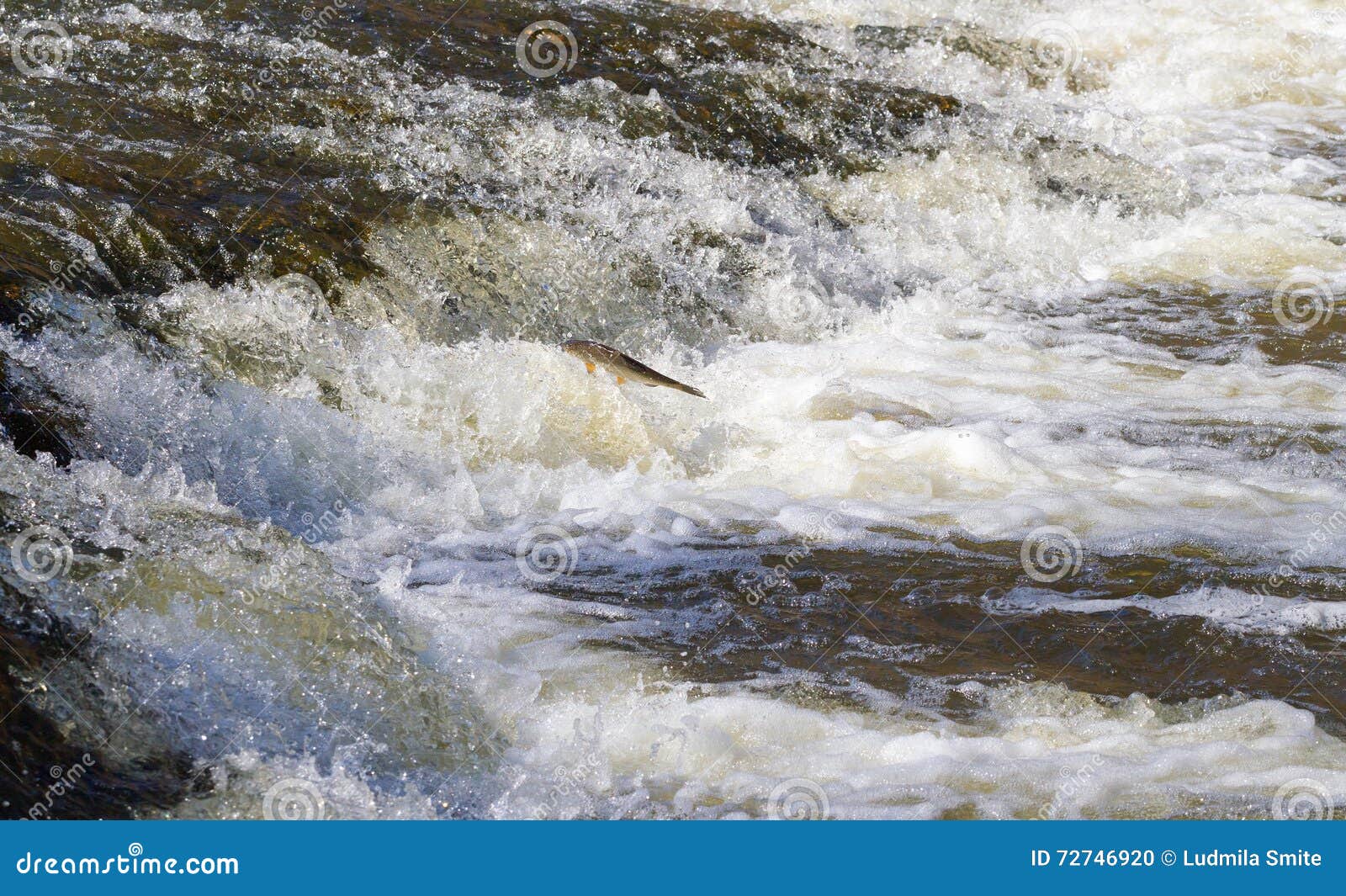 Fish Going Upstream for Spawning. Stock Photo - Image of spawn, current ...