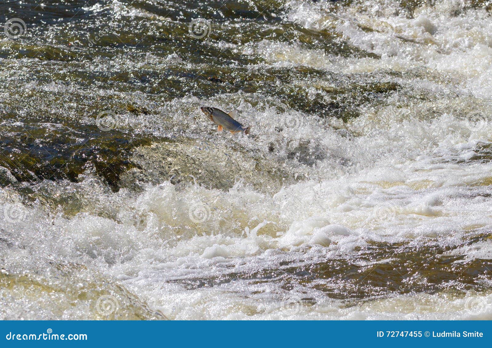 Fish Going Upstream for Spawning. Stock Image - Image of reverse ...