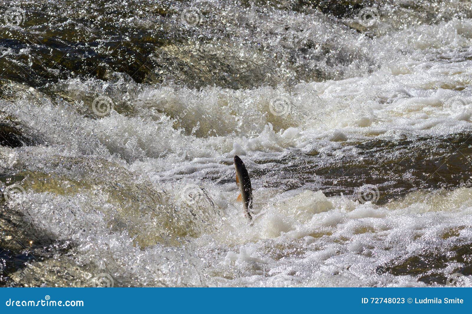 Fish Going Upstream for Spawning. Stock Image - Image of fish, reverse ...