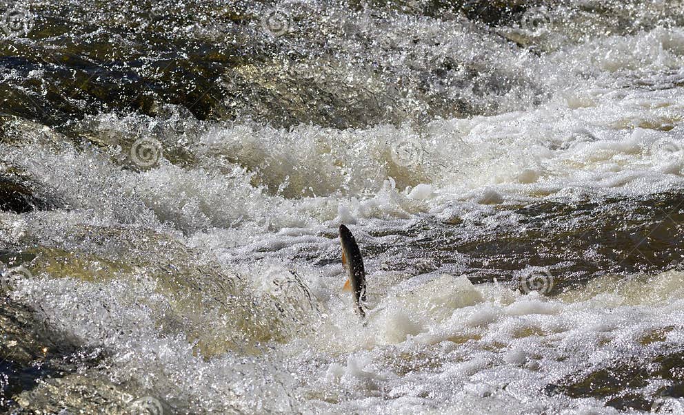 Fish Going Upstream for Spawning. Stock Image - Image of fish, reverse ...
