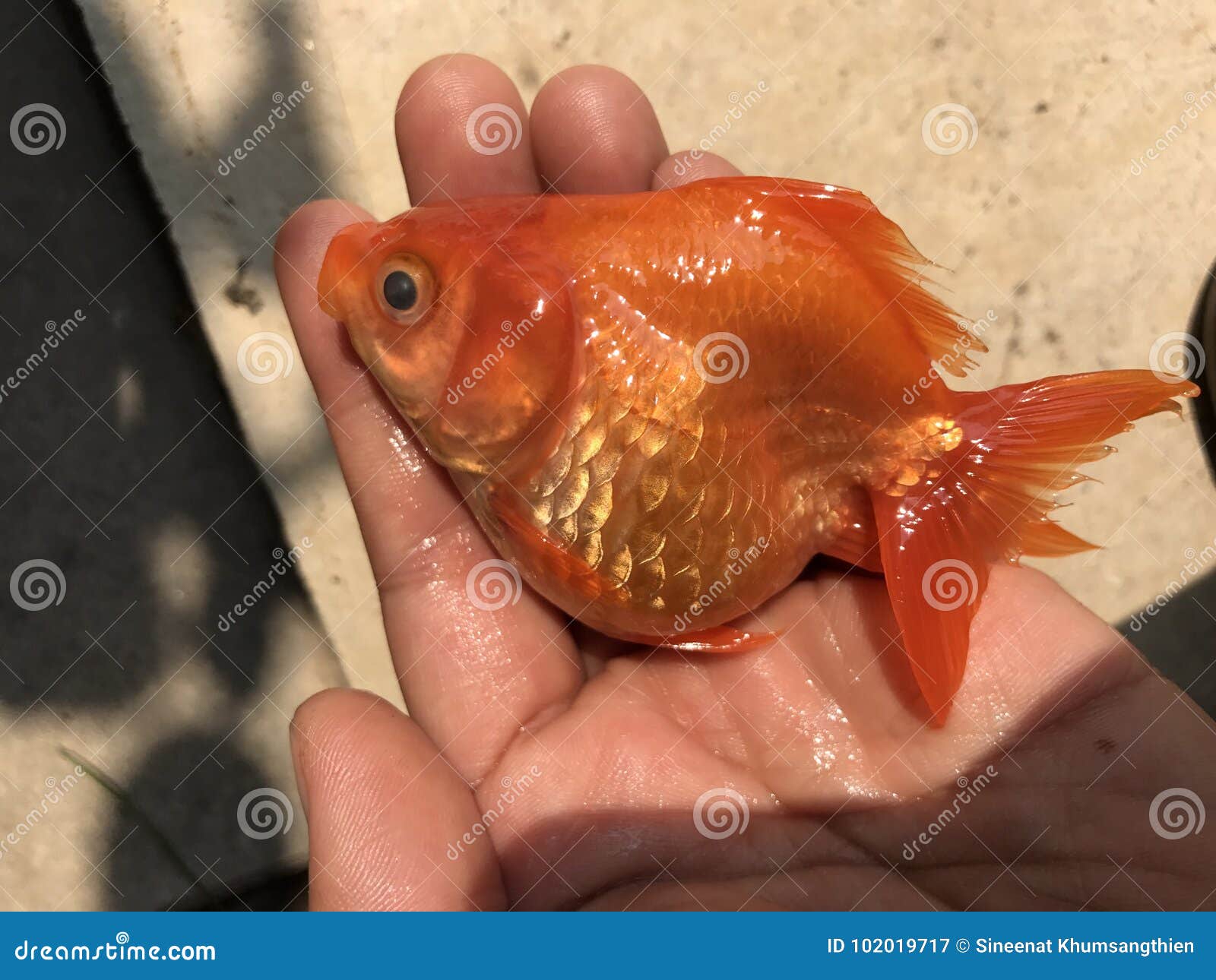 View stock image. Image of view, fish, biger, gold - 102019717
