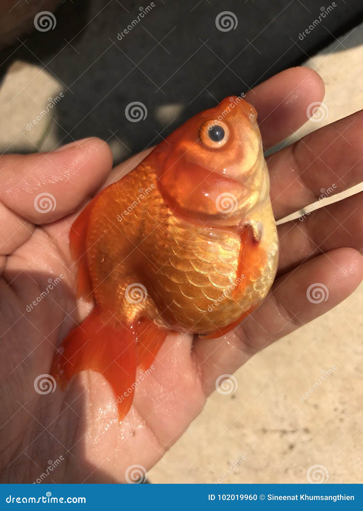 View fish stock photo. Image of fish, gold, biger, view - 102019960