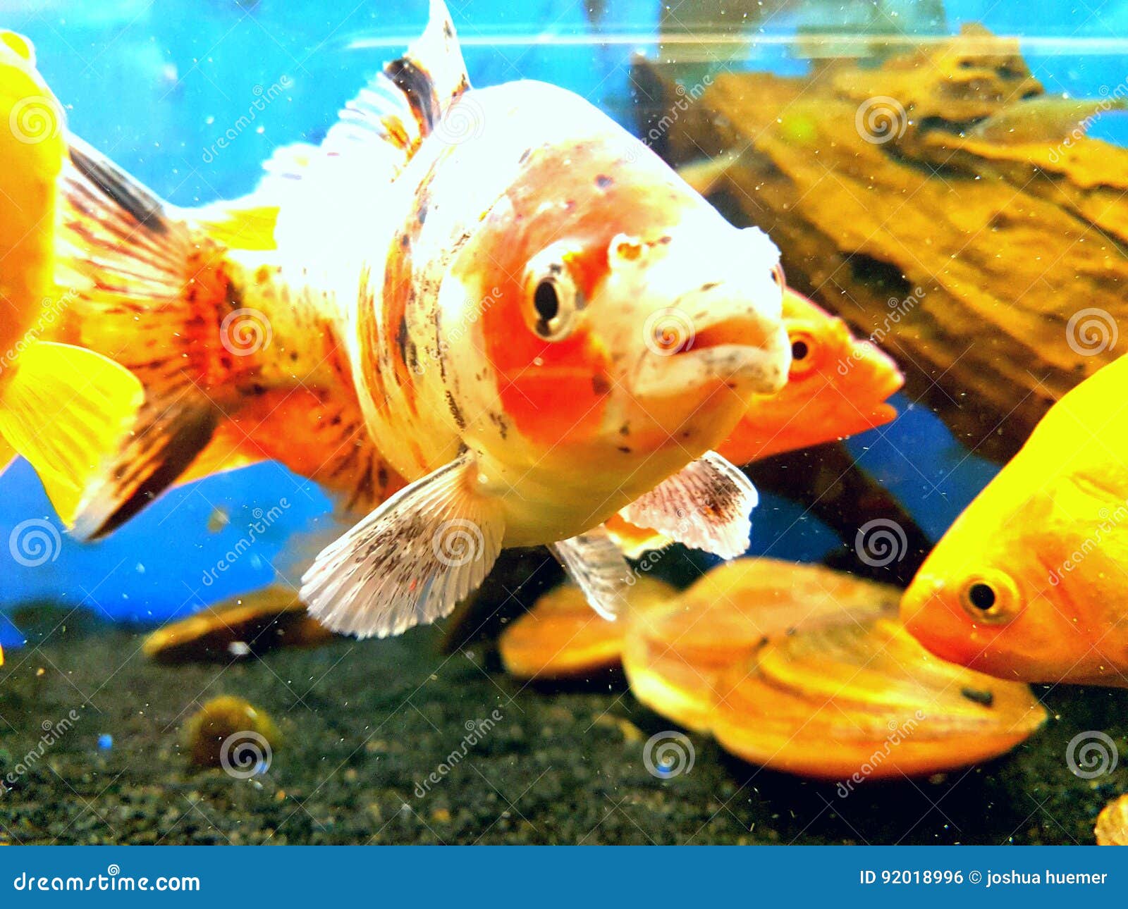 Fish stock photo. Image of colourful, goldfish, straight - 92018996