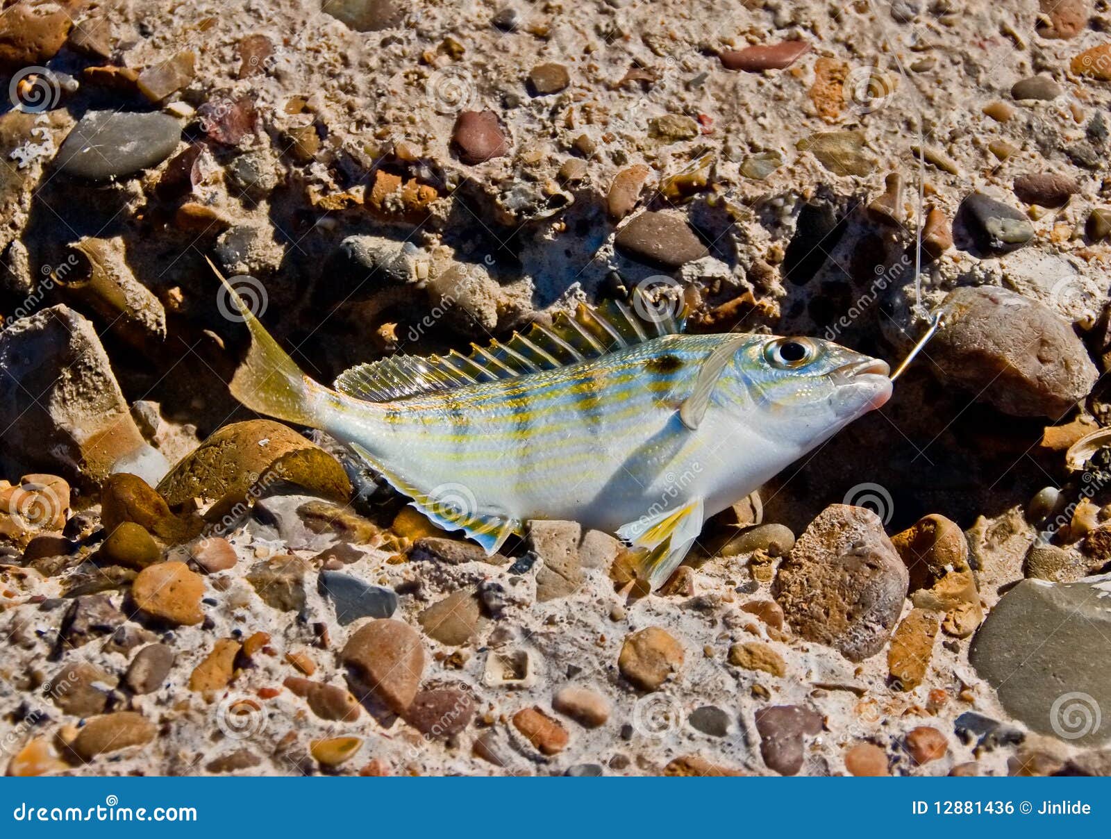 Fish got caught stock photo. Image of marine, wildlife - 12881436
