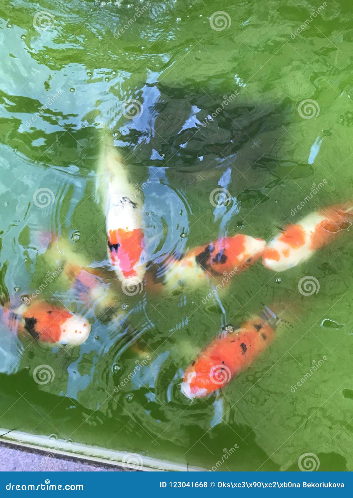 Fish Goya stock illustration. Illustration of pond, good - 123041668