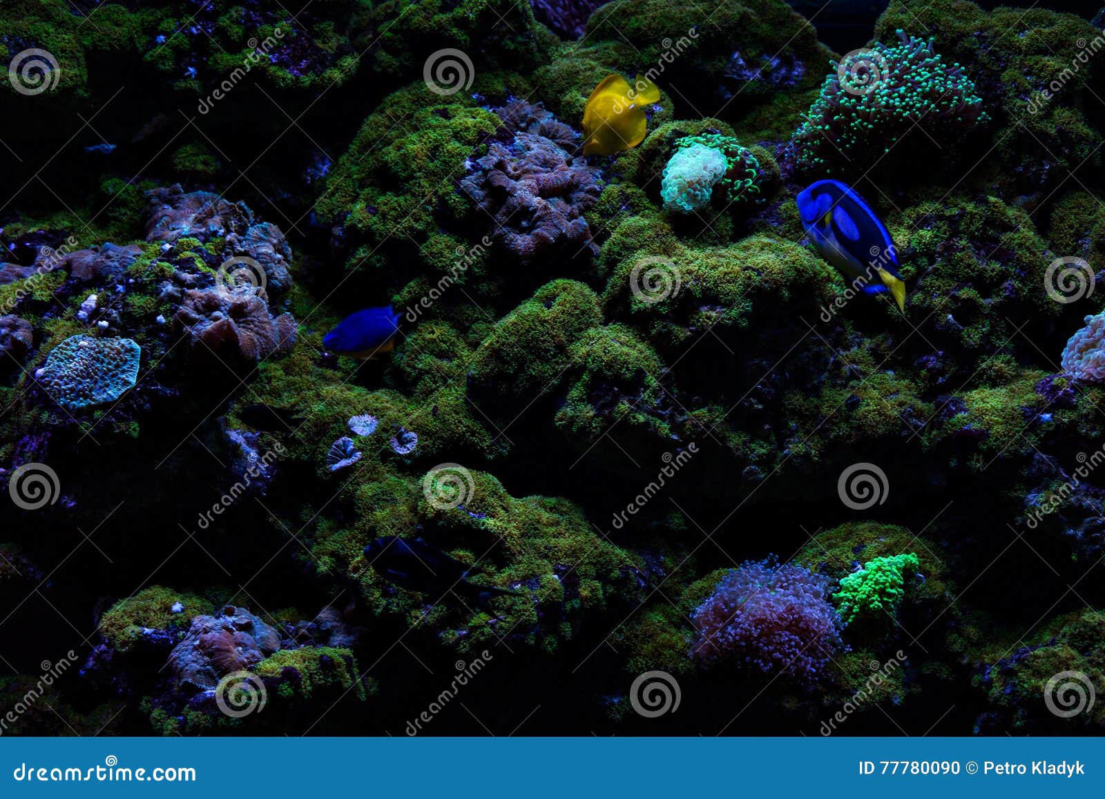 Fish in Grass at the Bottom of Sea. Stock Photo - Image of wild, ocean ...