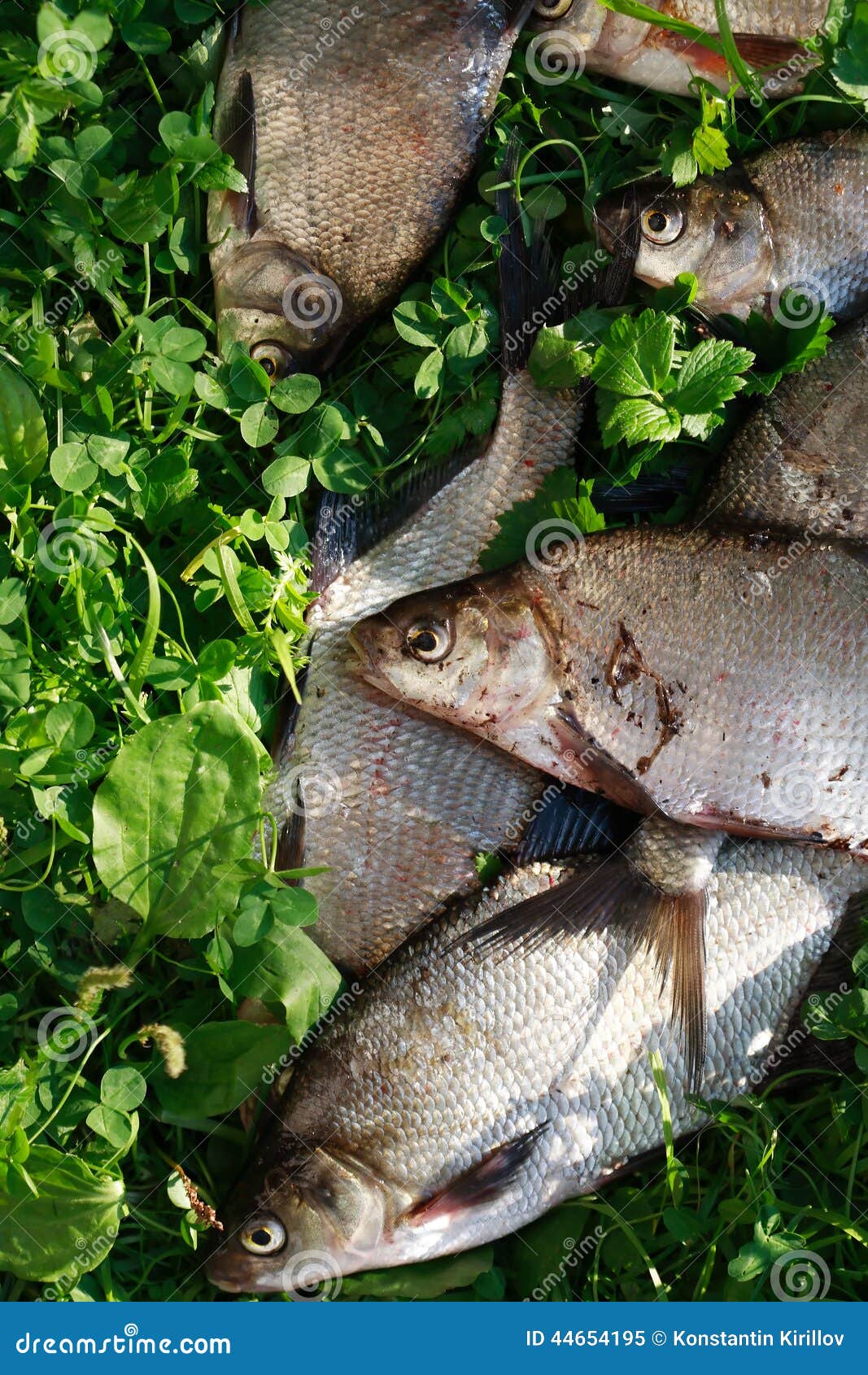 Fish on Grass stock image. Image of catch, vacation, fish - 44654195