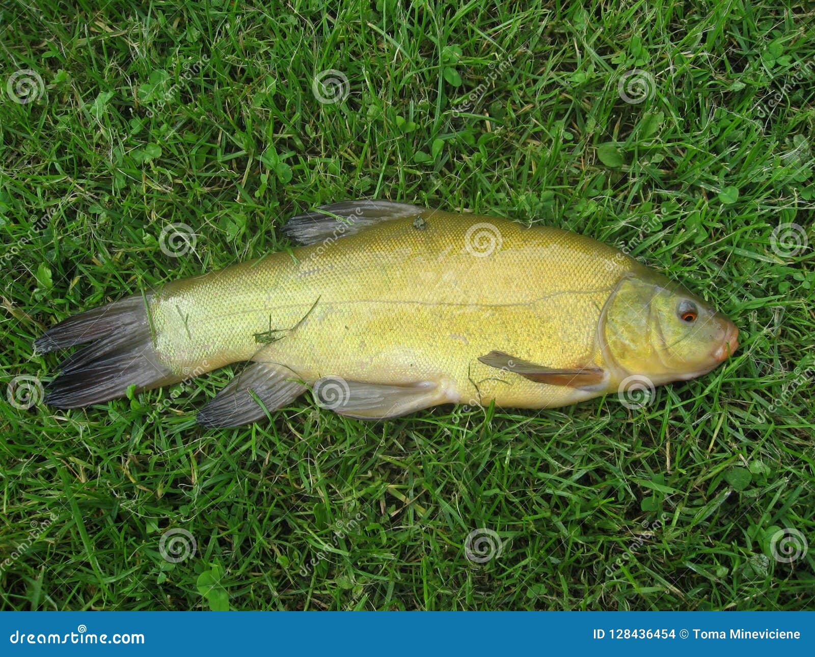 Fish stock photo. Image of catch, prize, fishingrod - 128436454