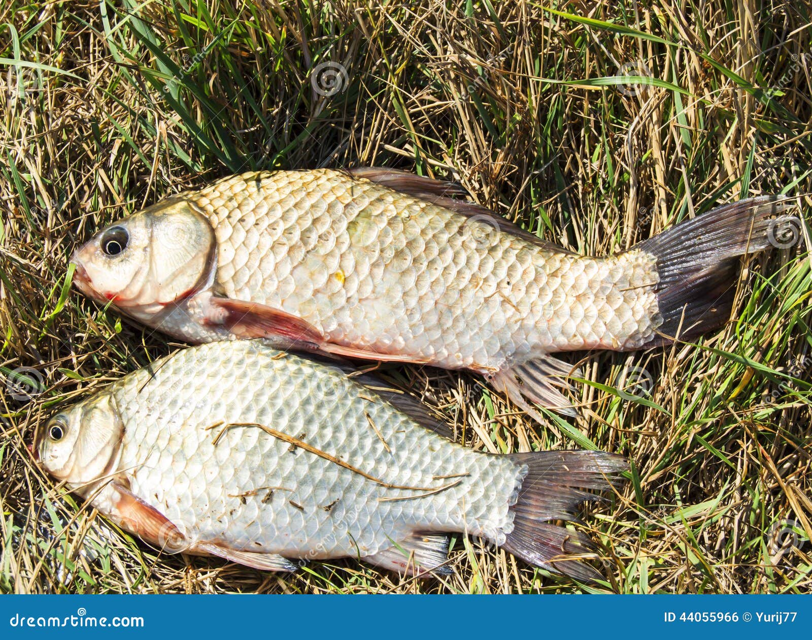 Fish on the grass stock photo. Image of fish, animal - 44055966