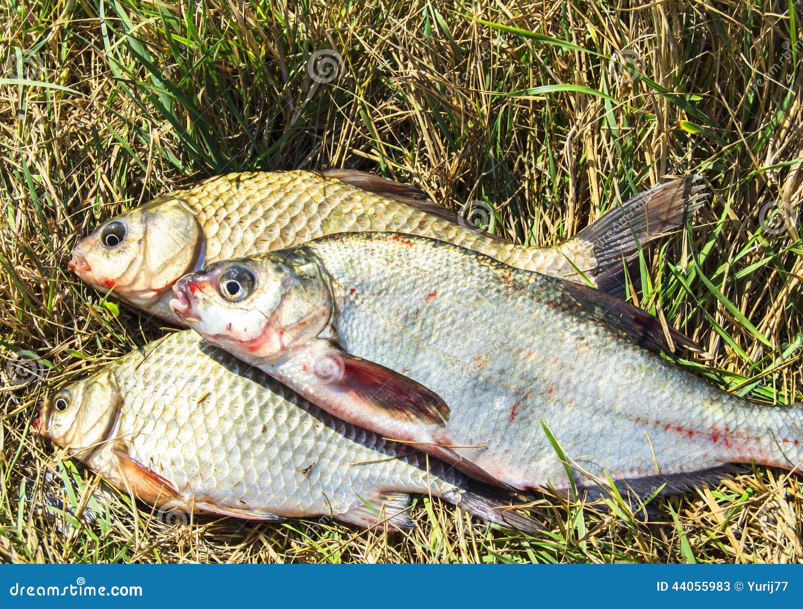 Fish on the grass stock image. Image of fauna, recreation - 44055983