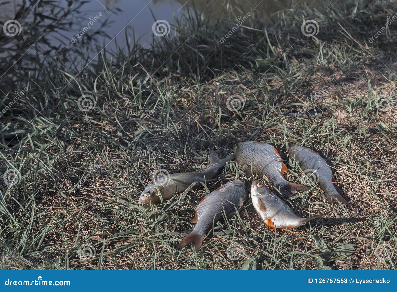 Fish in the Grass on the River Bank. Stock Photo - Image of living ...