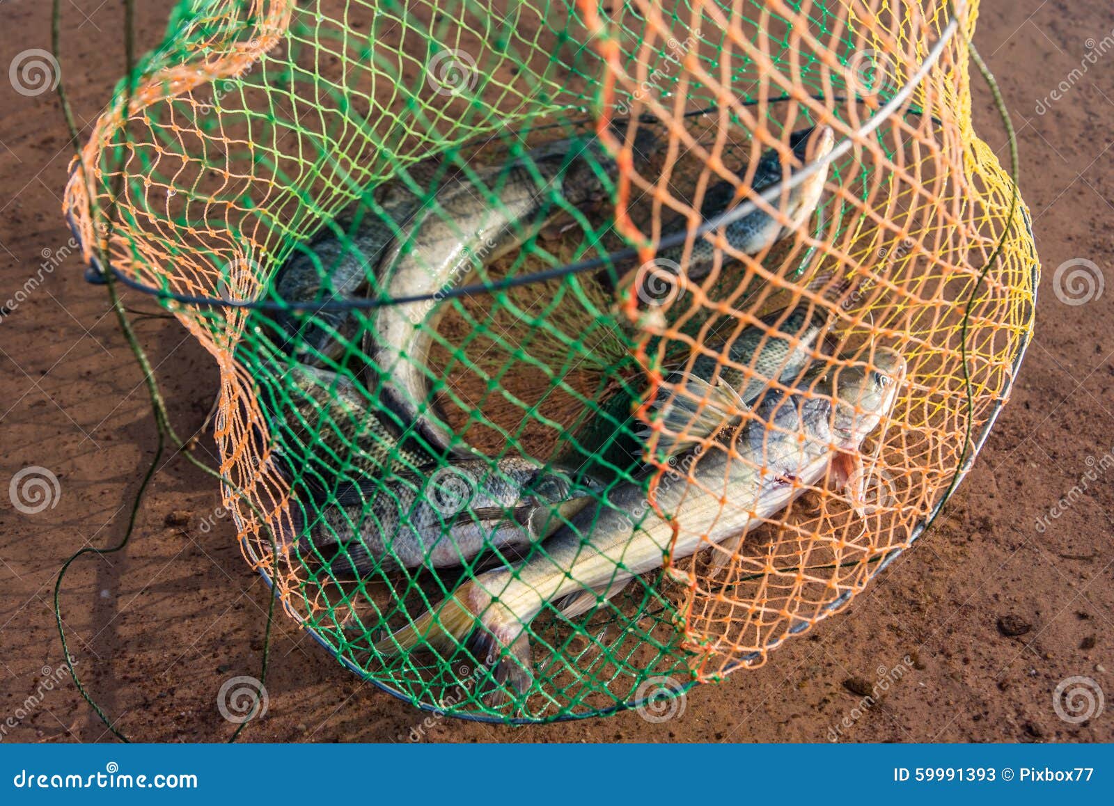 Fish in the grate stock image. Image of grate, water - 59991393