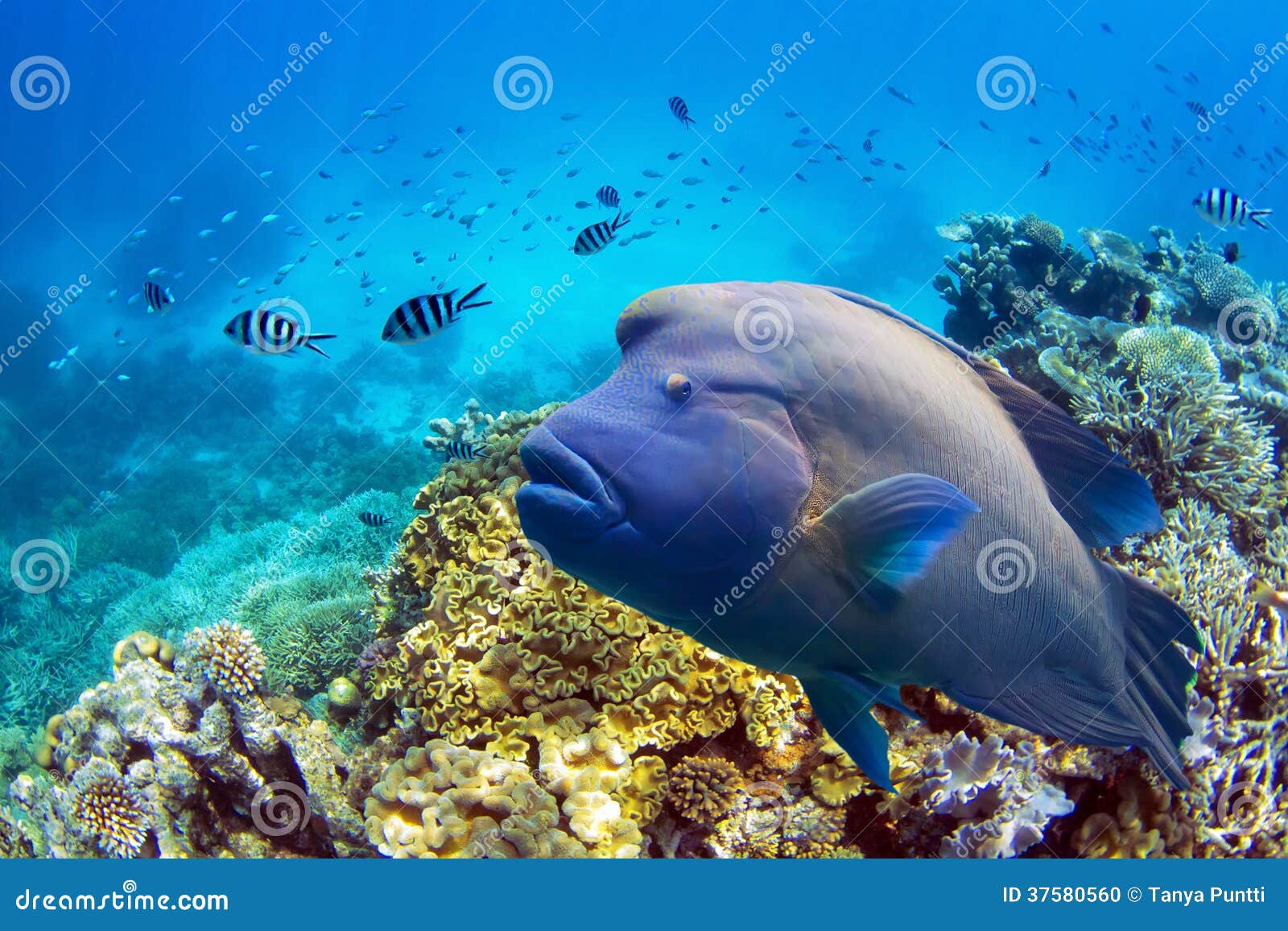 Fish at Great Barrier Reef stock photo. Image of snorkelling - 37580560