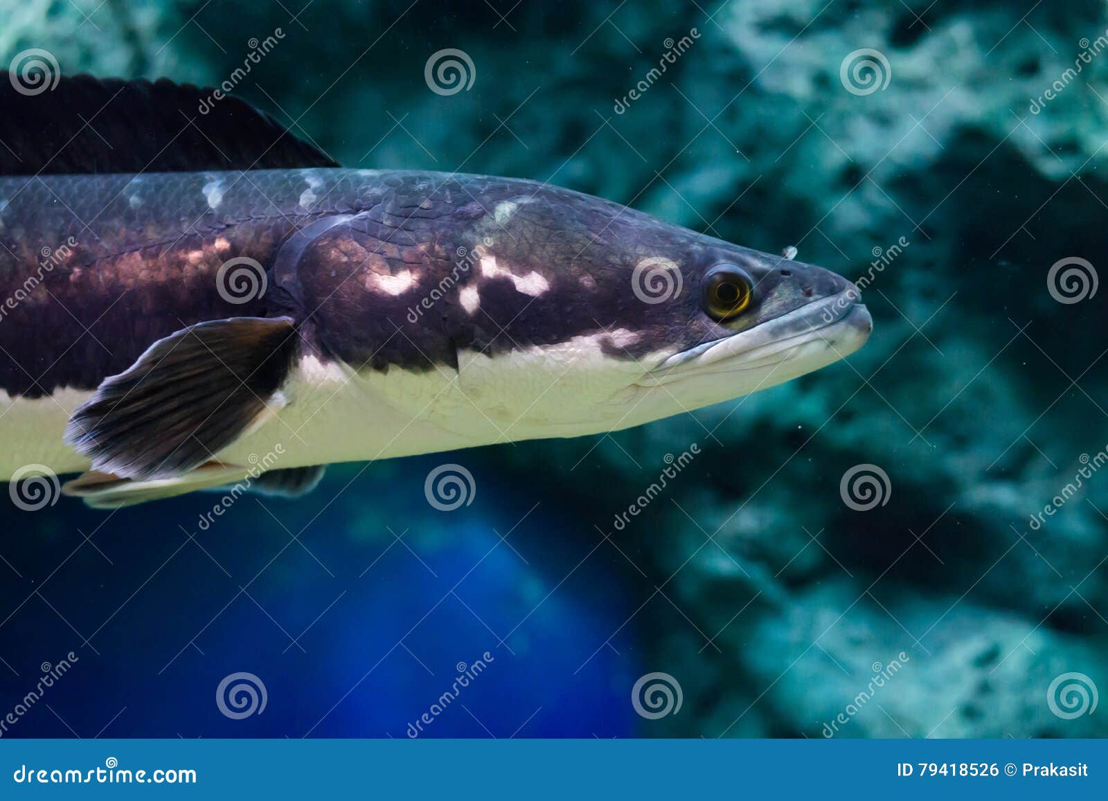 Fish Great snakehead. stock photo. Image of nature, fins - 79418526