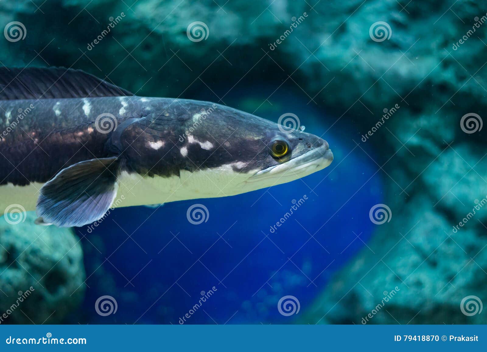 Fish Great snakehead. stock photo. Image of large, tropical - 79418870