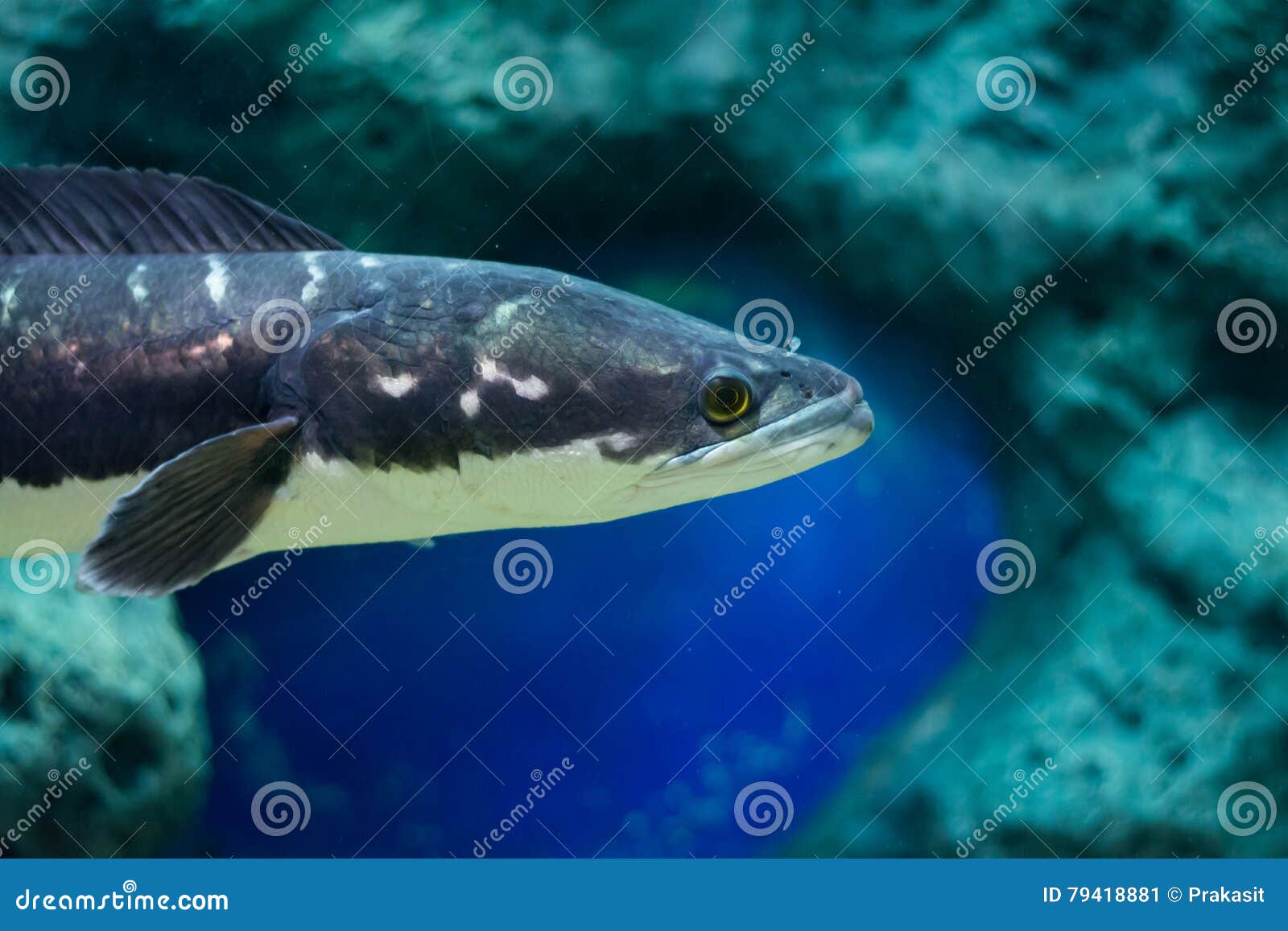 Fish Great snakehead. stock image. Image of marulius - 79418881