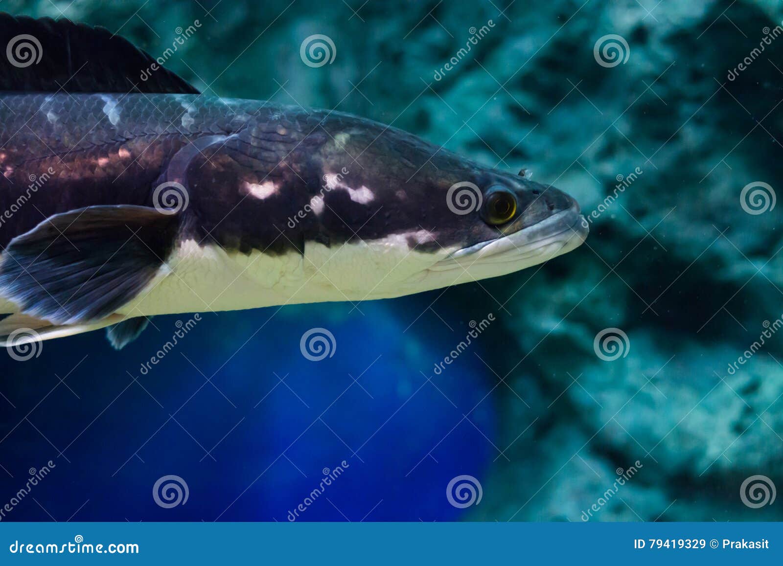 Fish Great snakehead. stock image. Image of fins, aquatic - 79419329