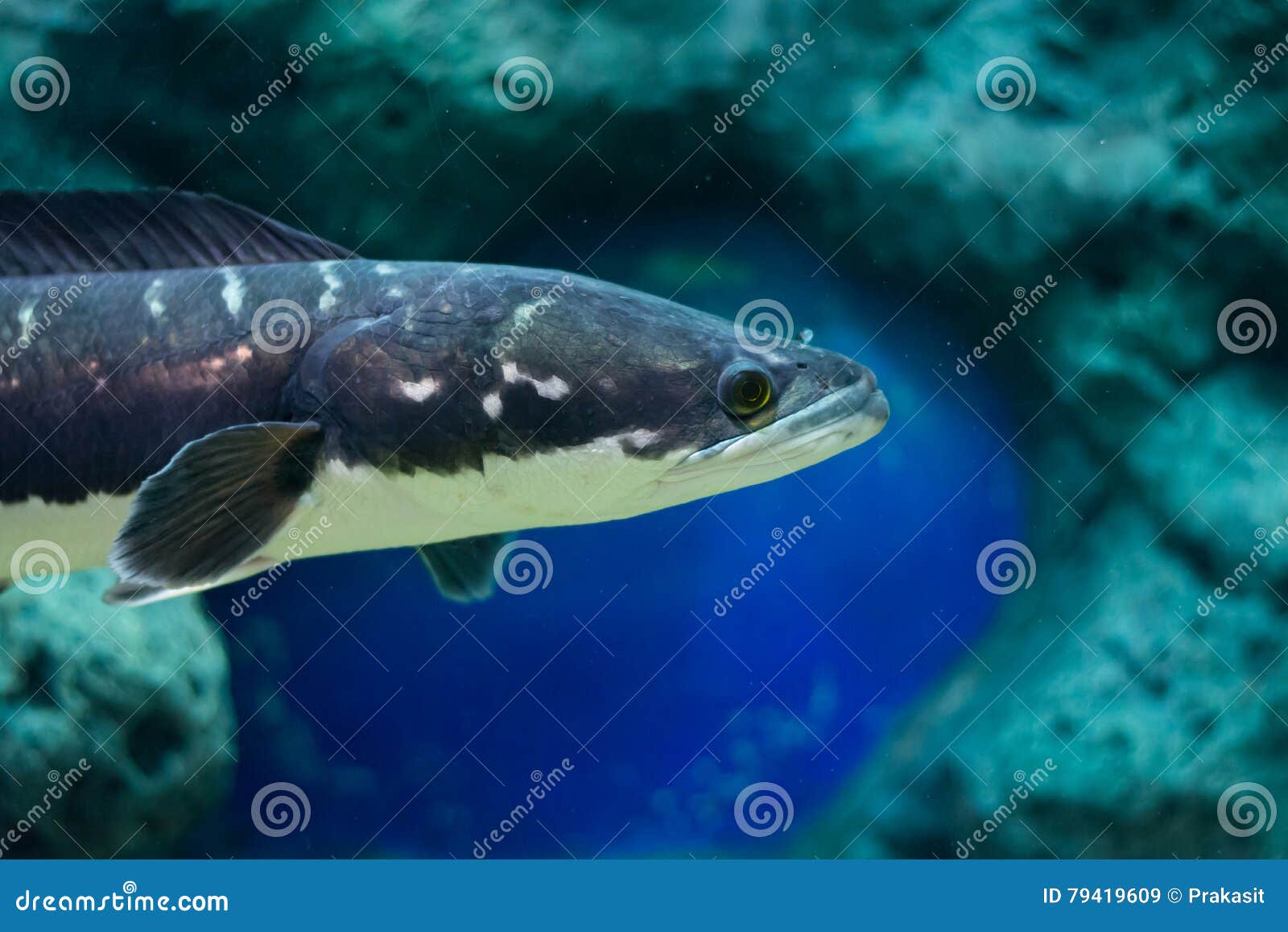 Fish Great snakehead. stock image. Image of dive, depth - 79419609