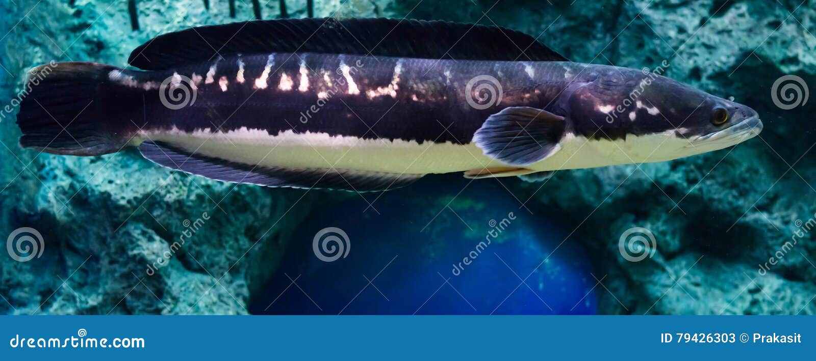 Fish Great snakehead. stock image. Image of underwater - 79426303