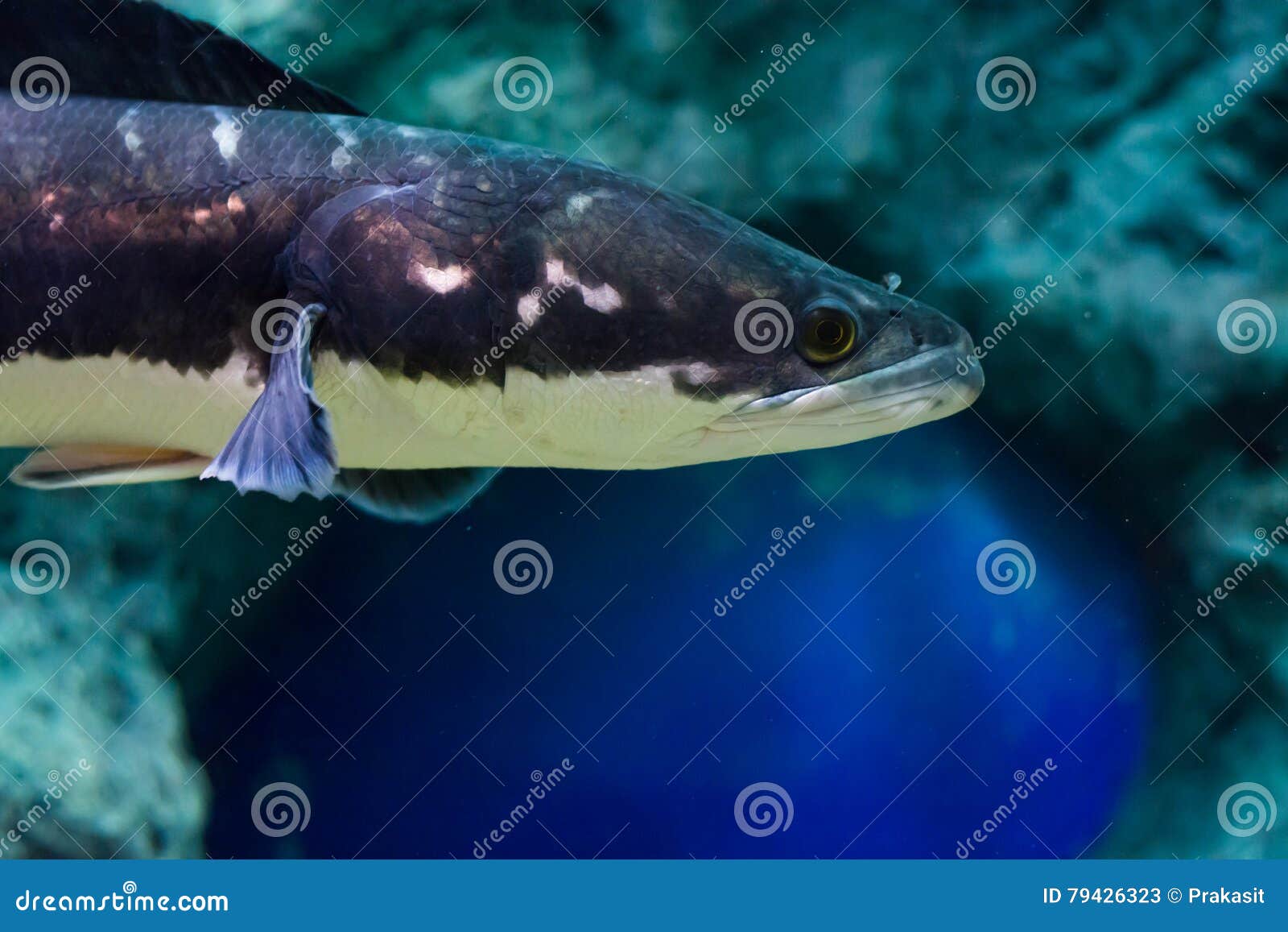 Fish Great snakehead. stock image. Image of large, spotted - 79426323