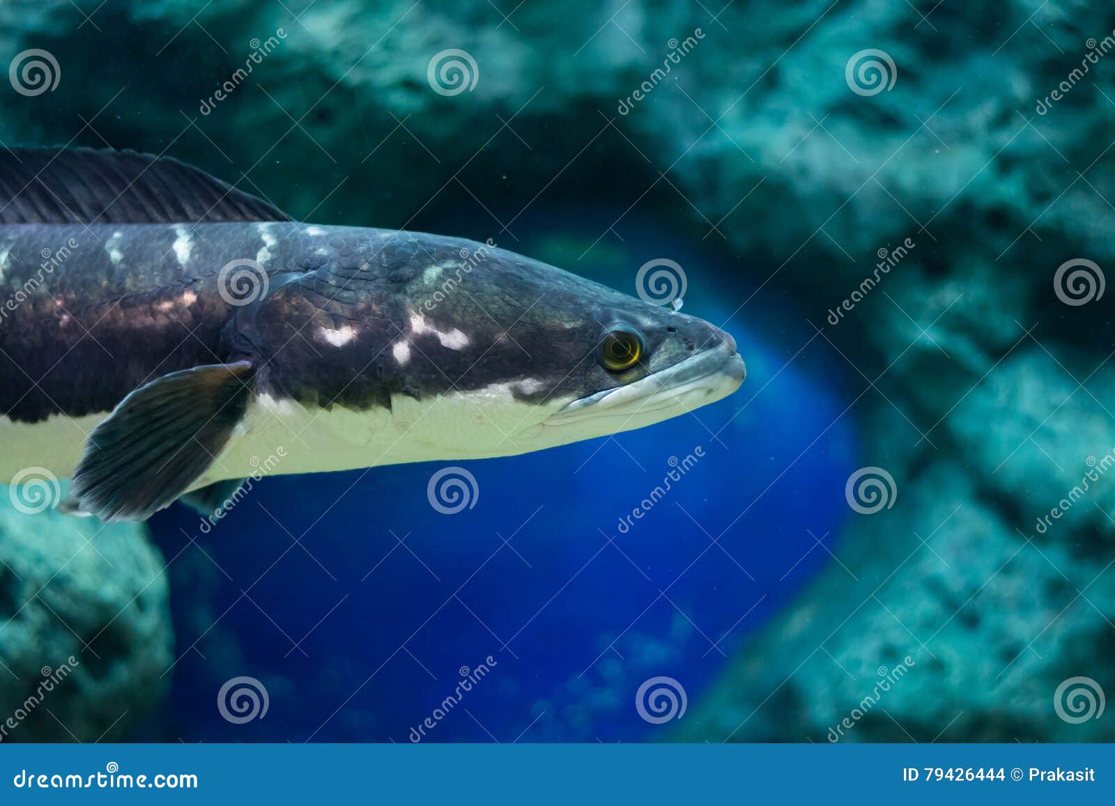 Fish Great snakehead. stock photo. Image of environmental - 79426444