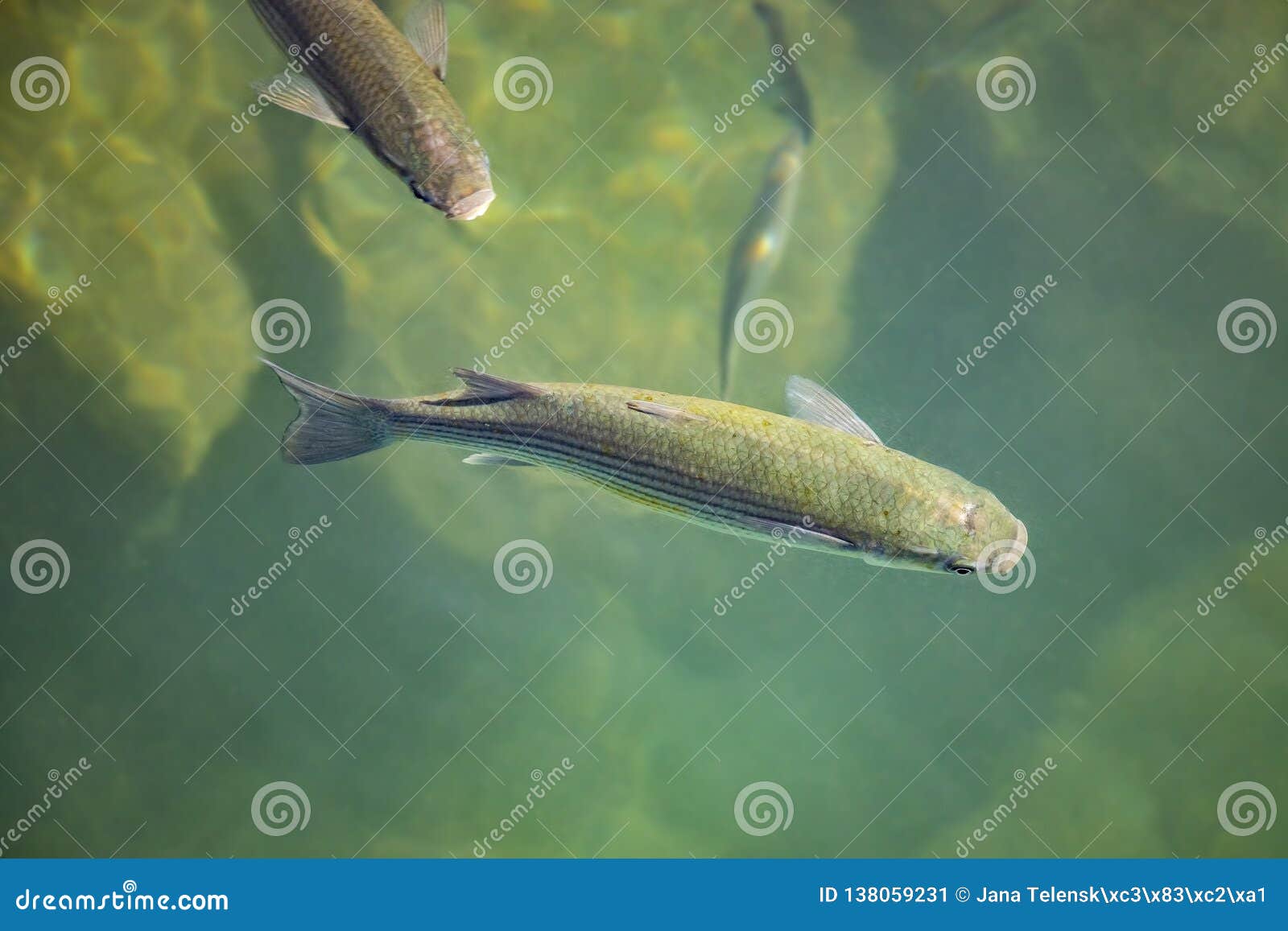 Fish in Green Clear and Turquoise Water of Atlantic Ocean Stock Image ...