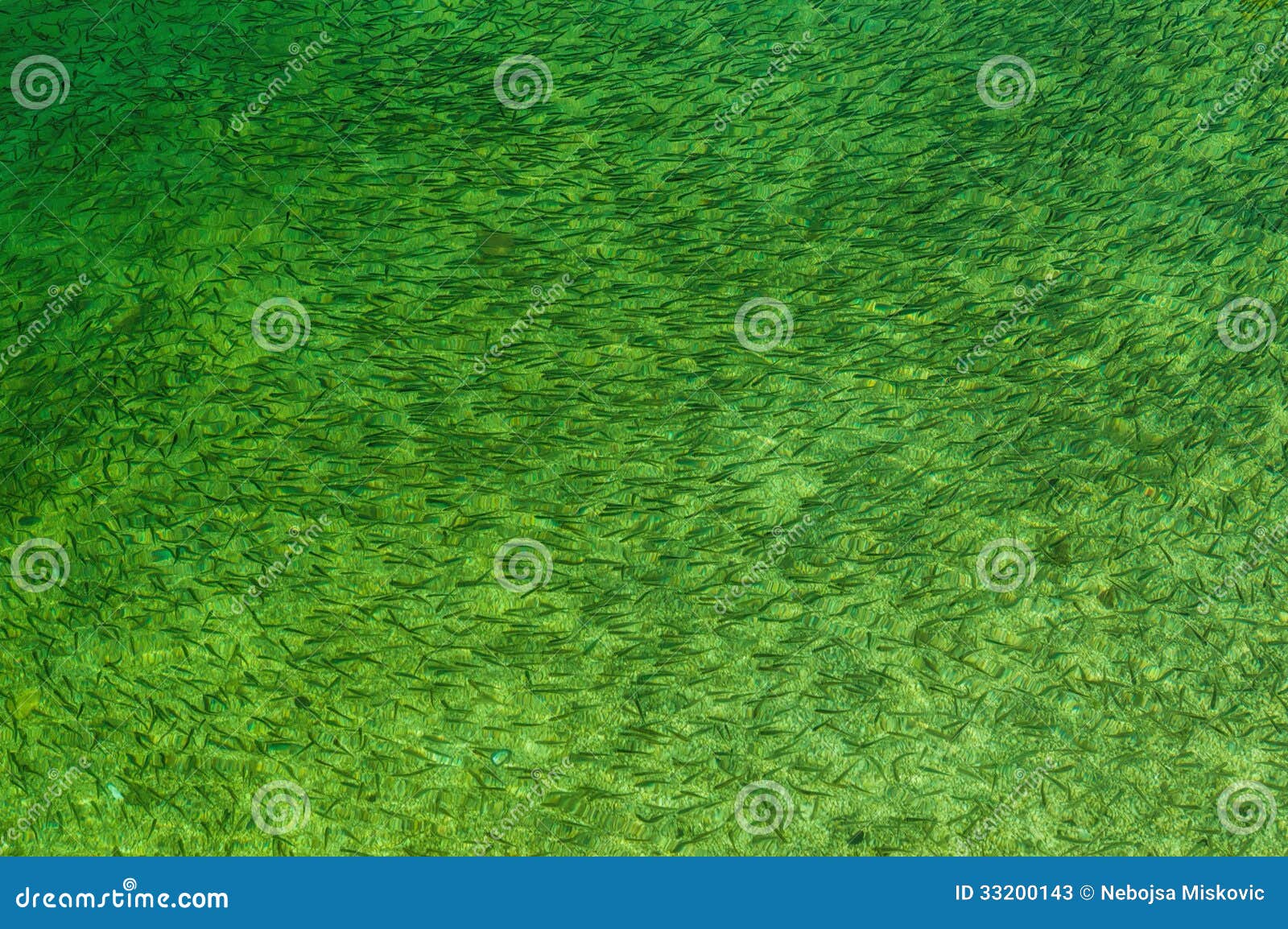 Fish in green freshwater stock image. Image of abundance - 33200143